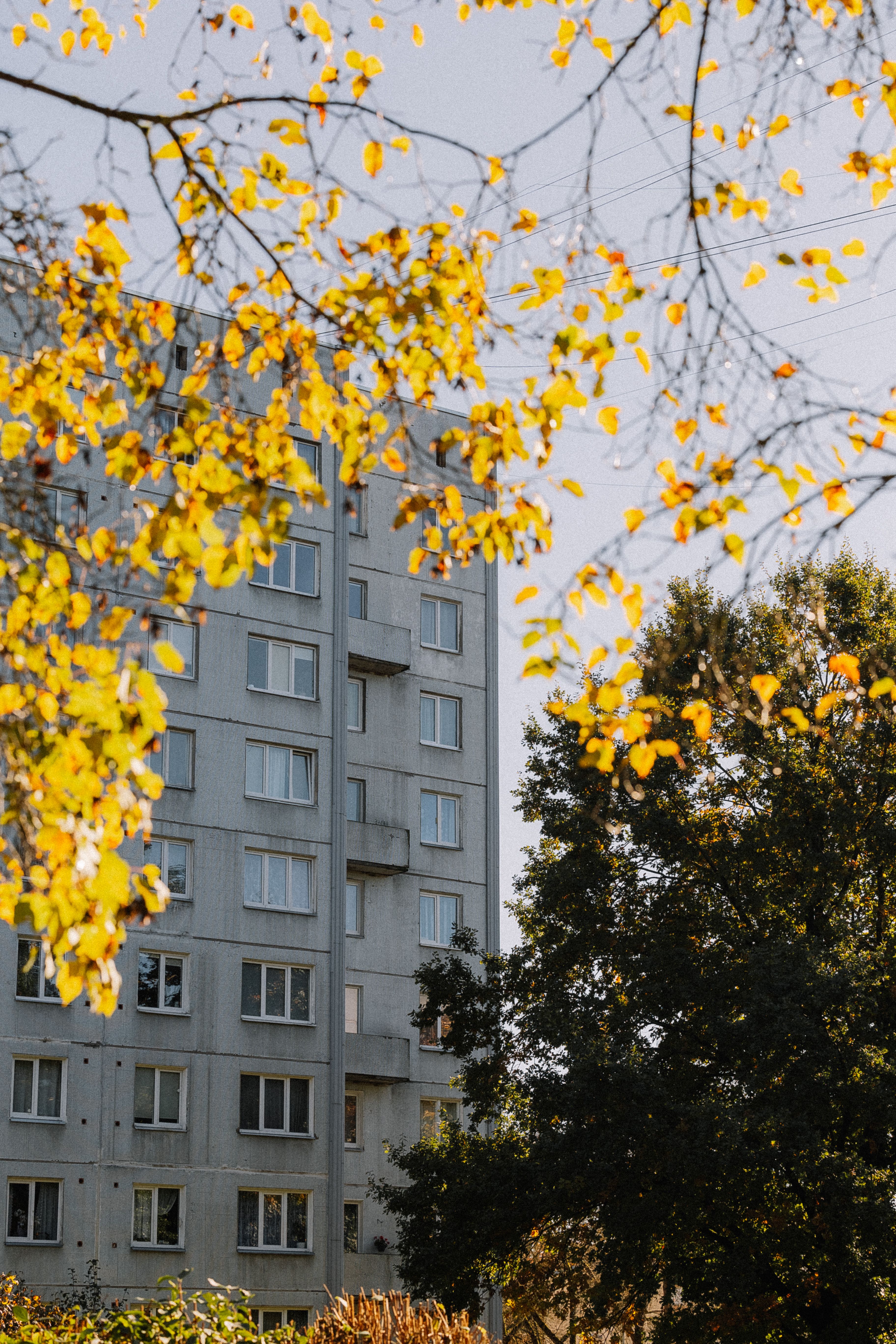Autumn Leaves Near Urban Apartment Building · Free Stock Photo