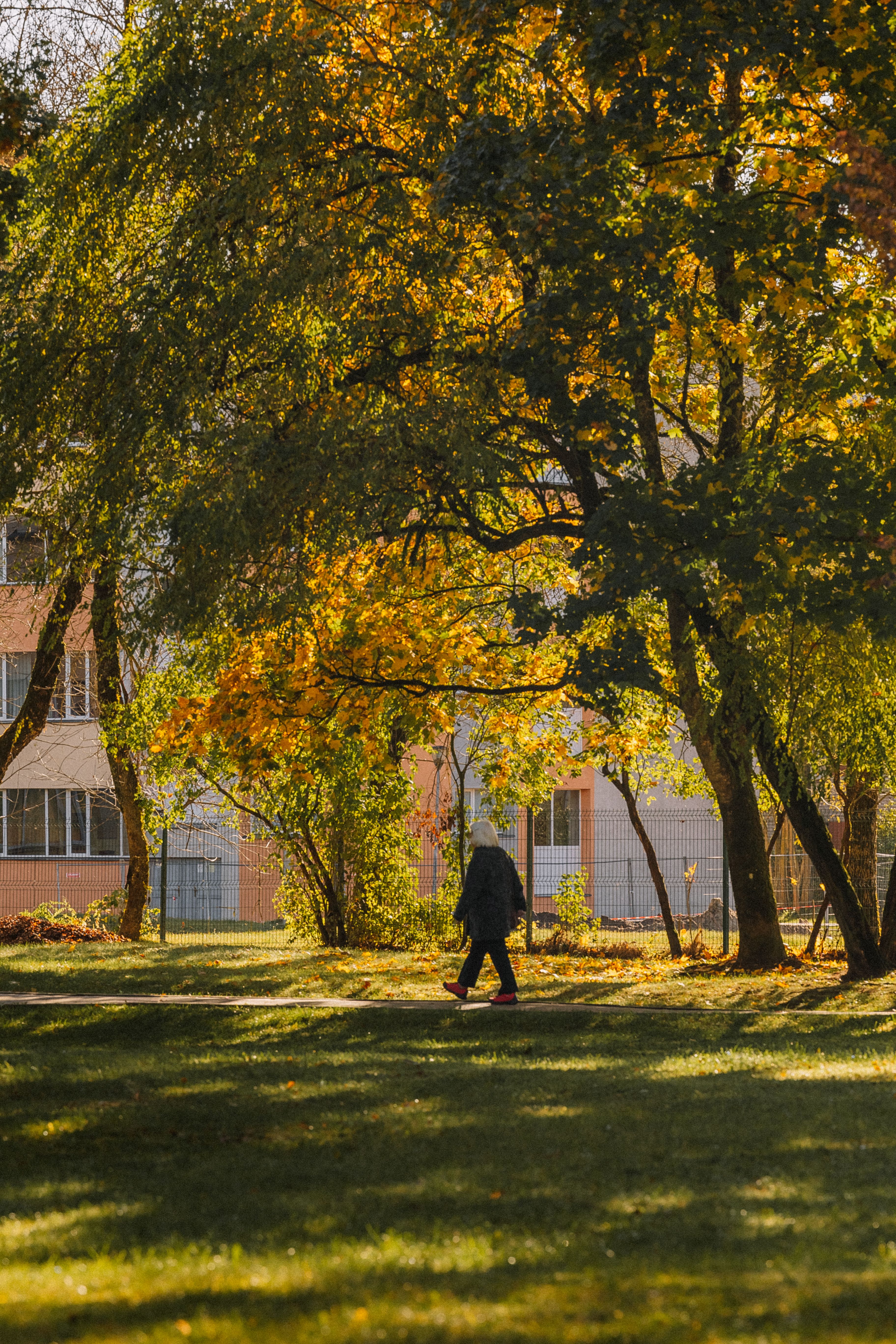 Autumn Street Scene with Person Walking Under Trees · Free Stock Photo