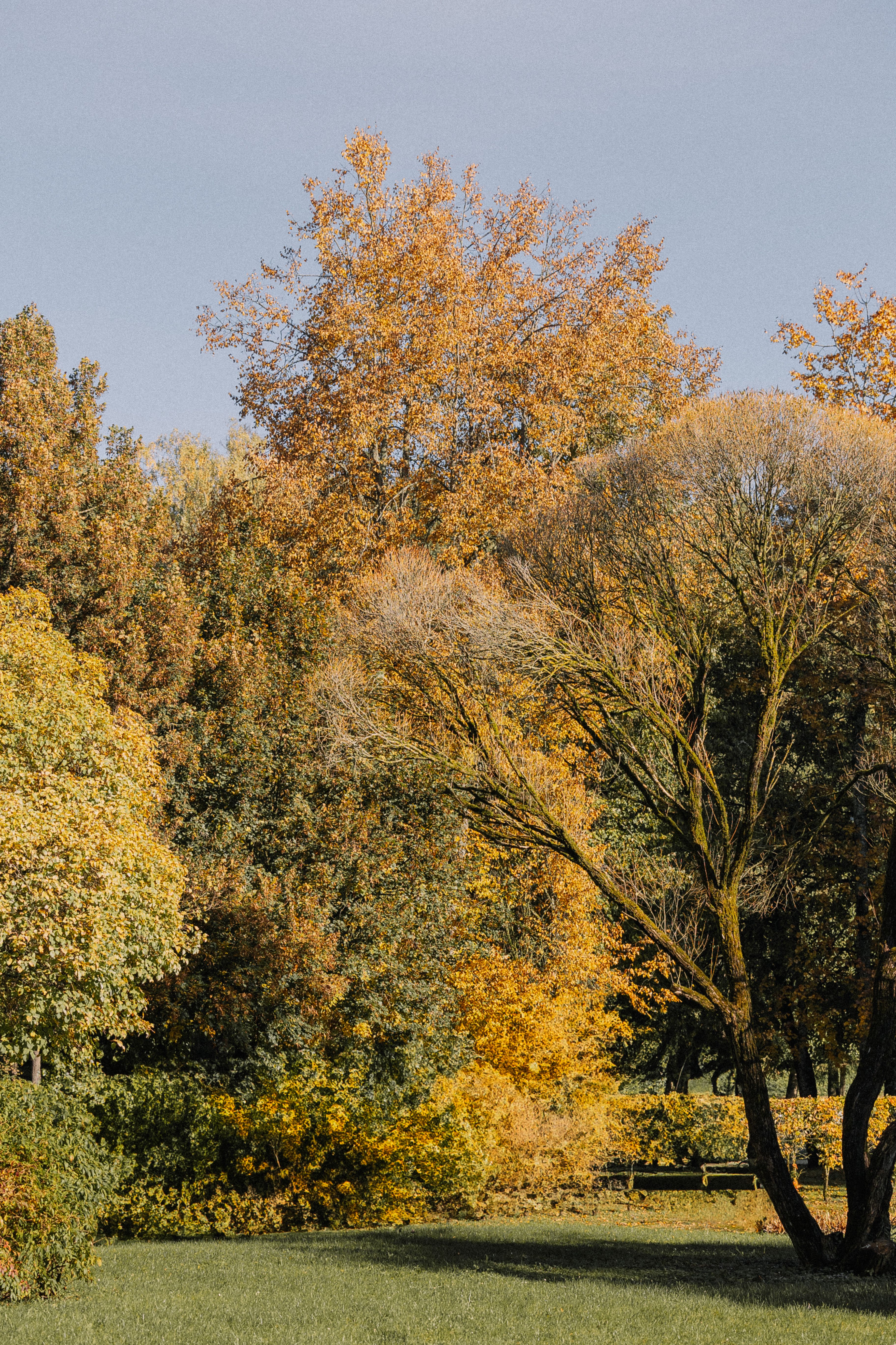 Autumn Foliage in Sunlit Park Setting · Free Stock Photo