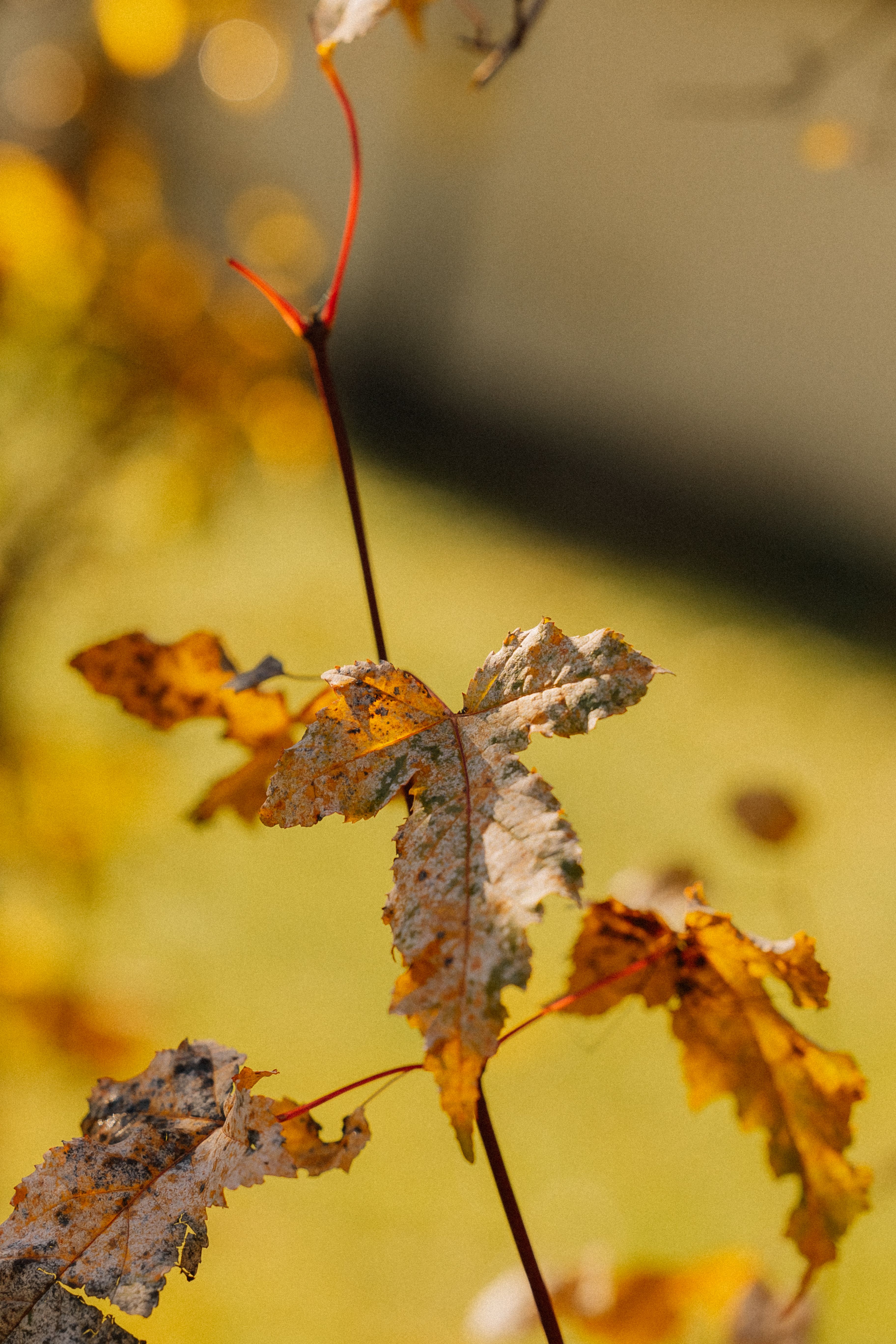 Autumn leaves of gentle twigs in sunlight · Free Stock Photo