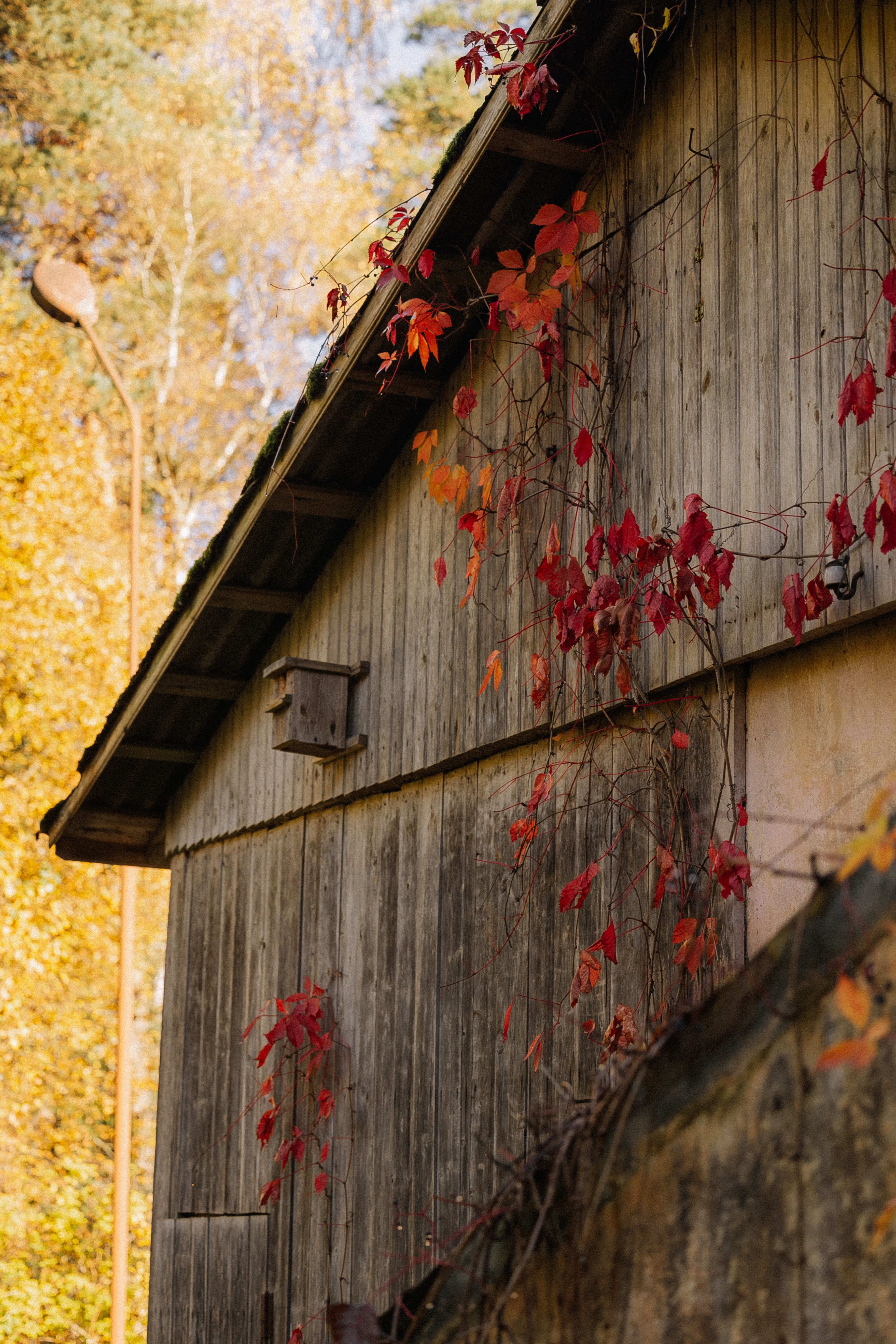 Autumn Leaves on Rustic Wooden Barn · Free Stock Photo