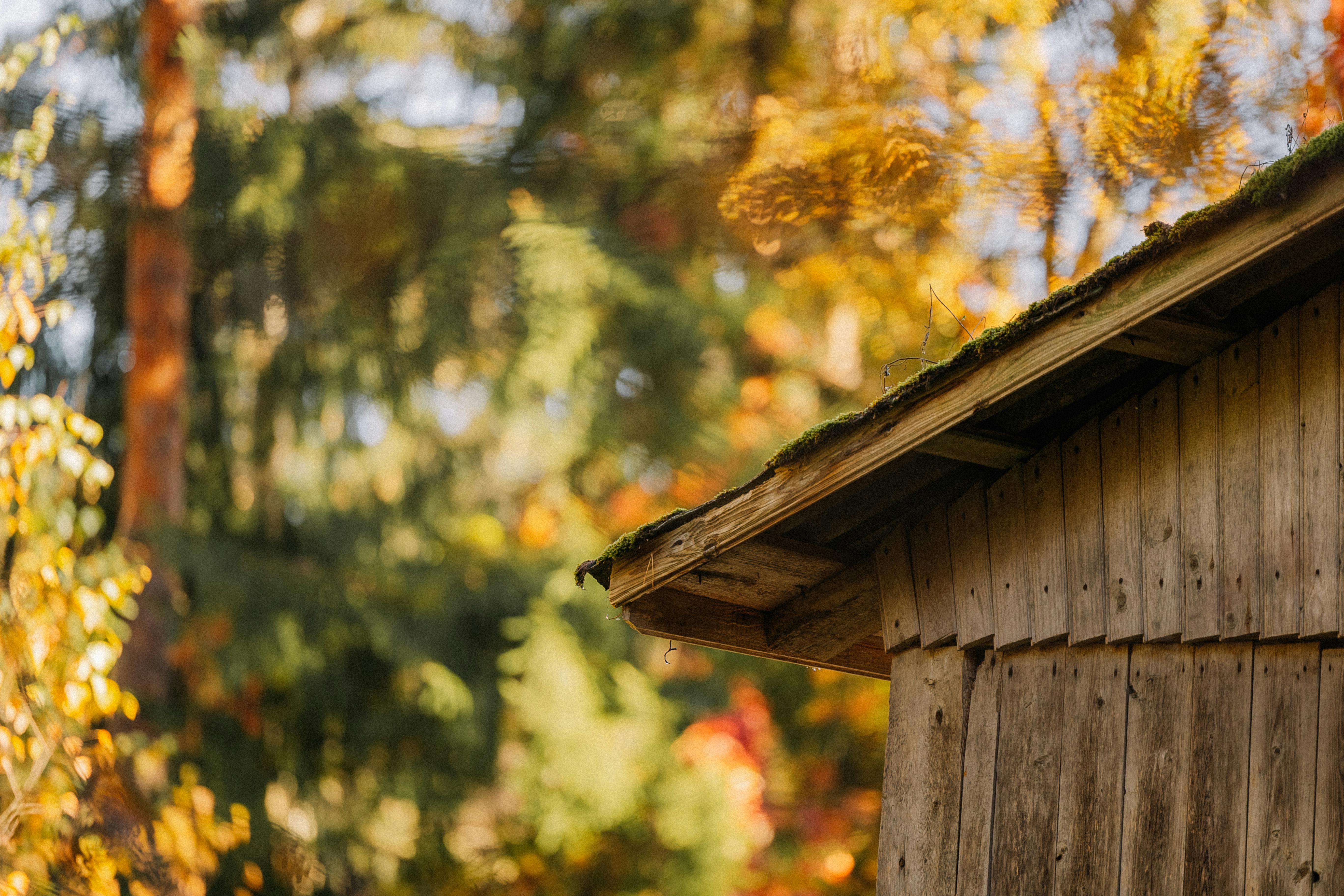 Rustic Wooden Hut in Autumn Forest Setting · Free Stock Photo