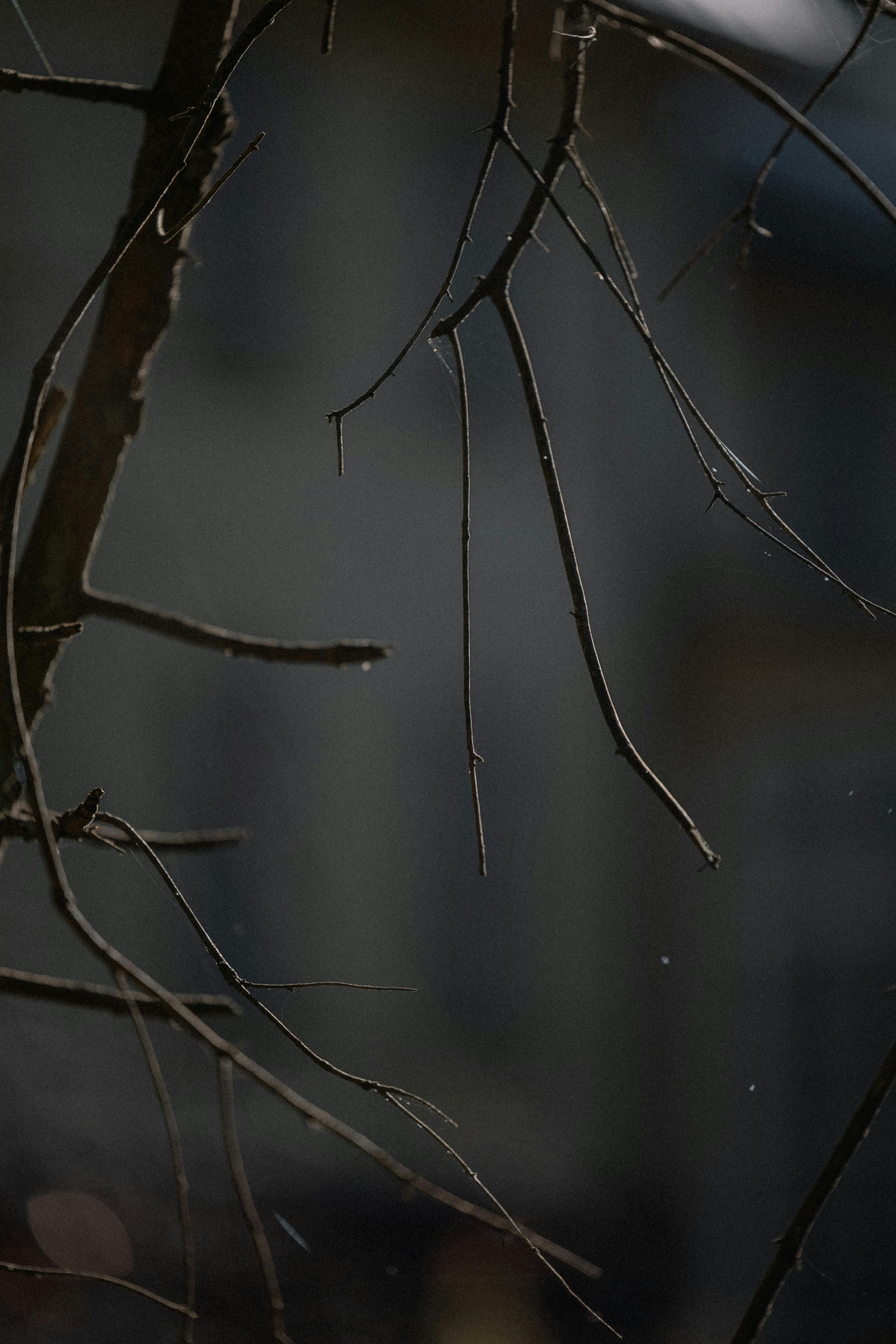 Photography of Tree Branches · Free Stock Photo