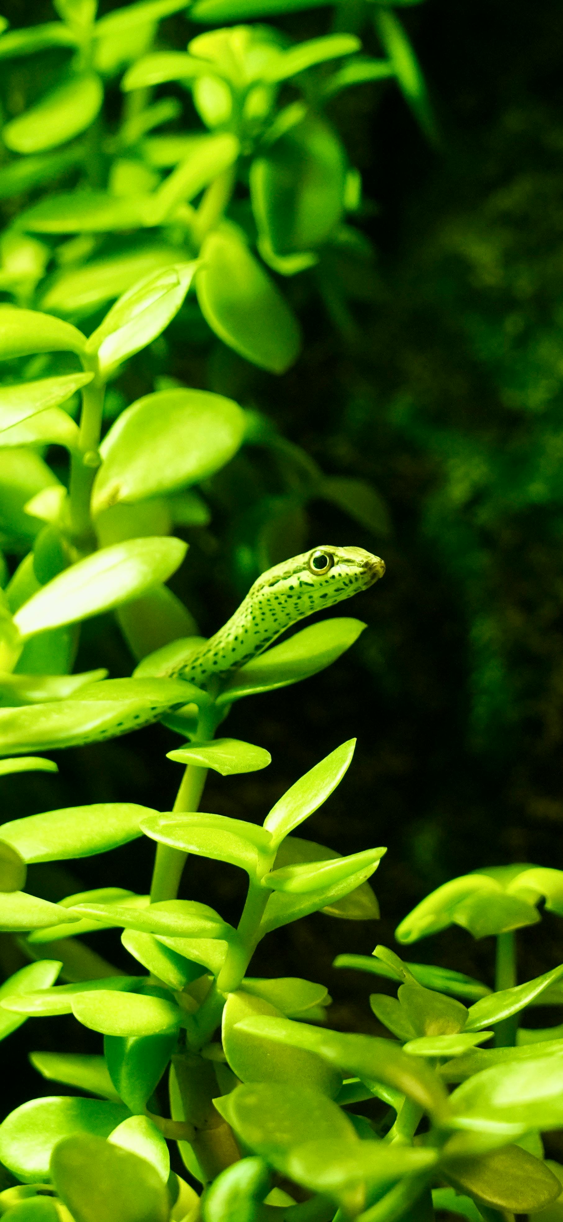 Hidden Snake Photos, Download The BEST Free Hidden Snake Stock Photos ...