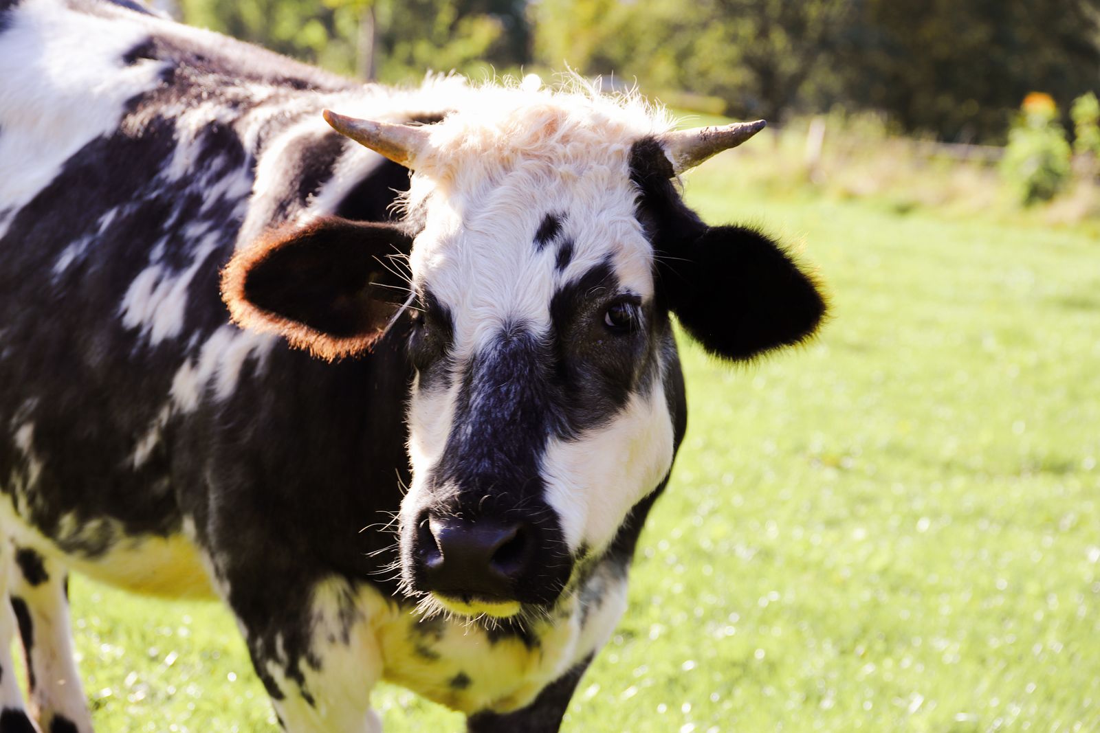 Dairy Cow Photos, Download The BEST Free Dairy Cow Stock Photos & HD Images