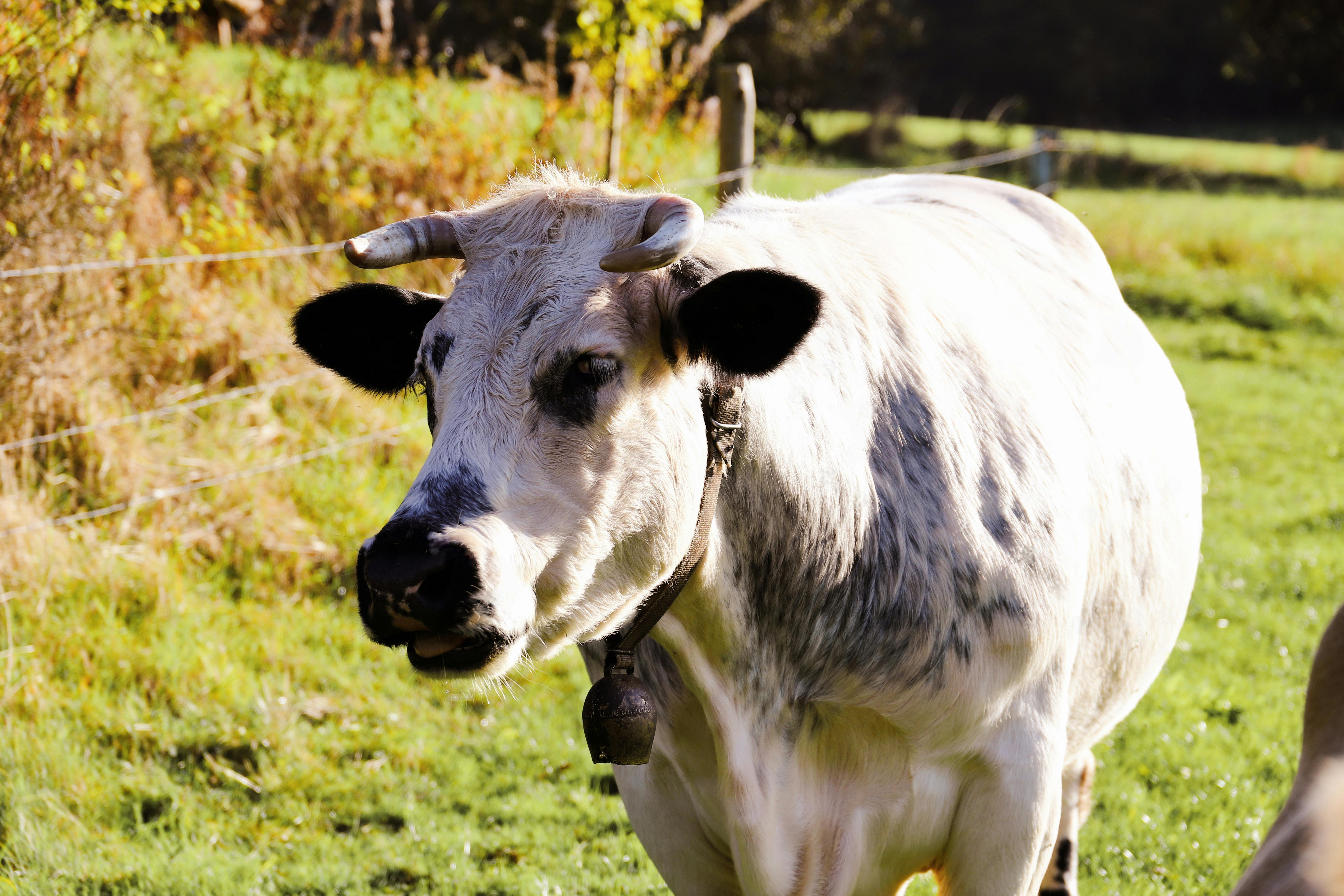 Dappled Cow Grazing in Lush Green Pasture · Free Stock Photo