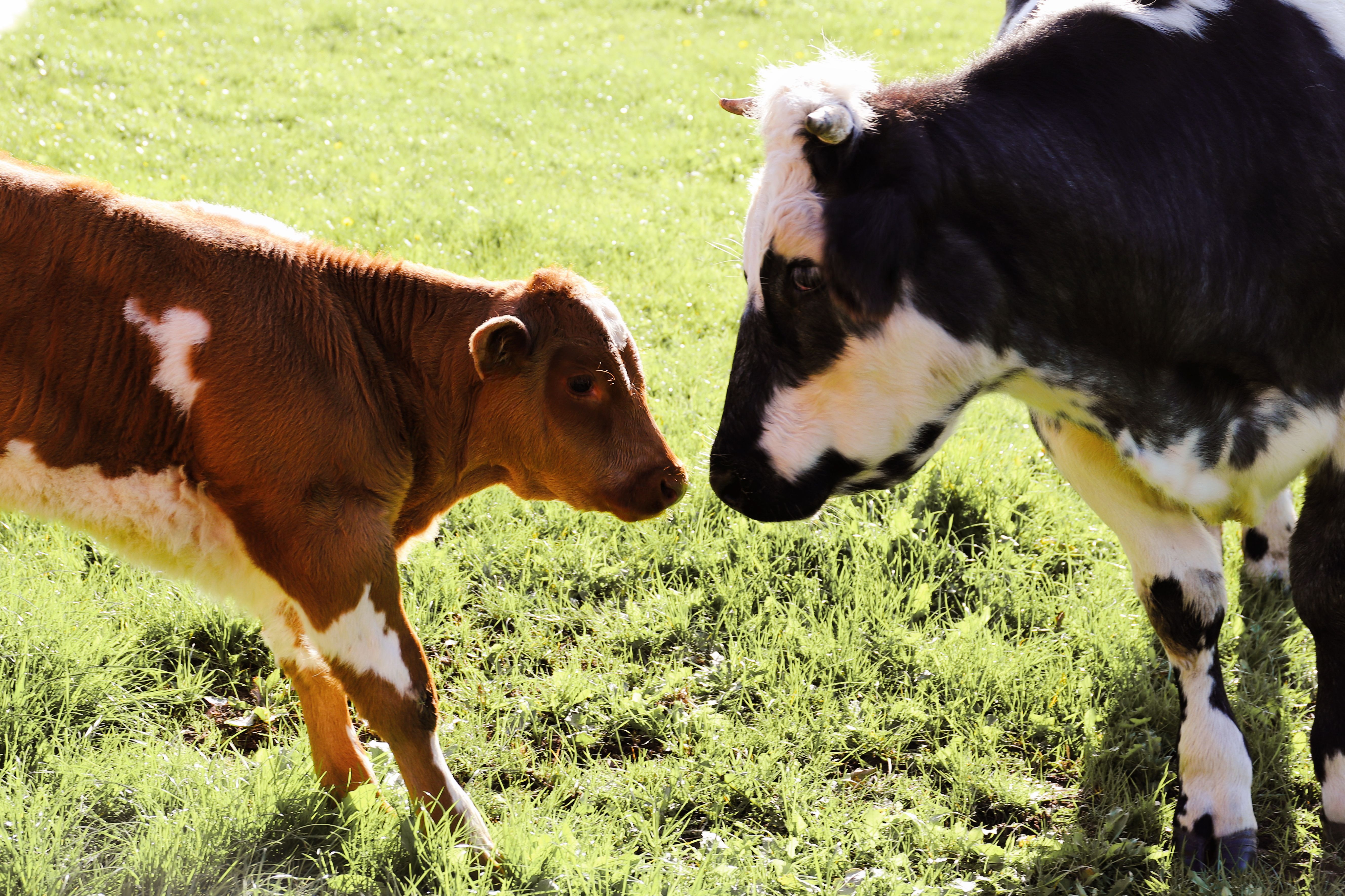 Close-Up of Calf and Cow Interacting on Farm · Free Stock Photo