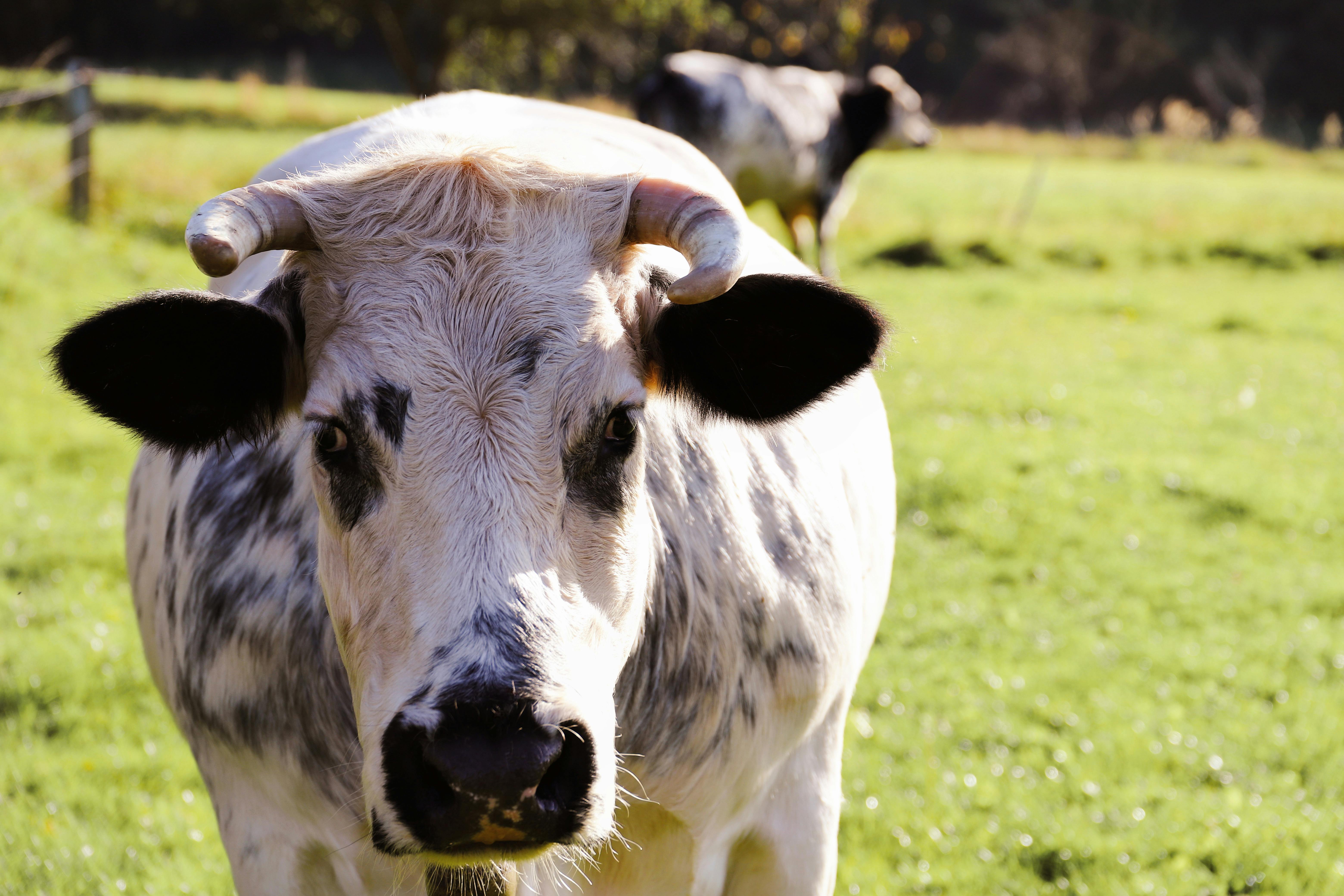 Close Up De Uma Vaca Pastando Em Um Prado Ensolarado · Foto ...