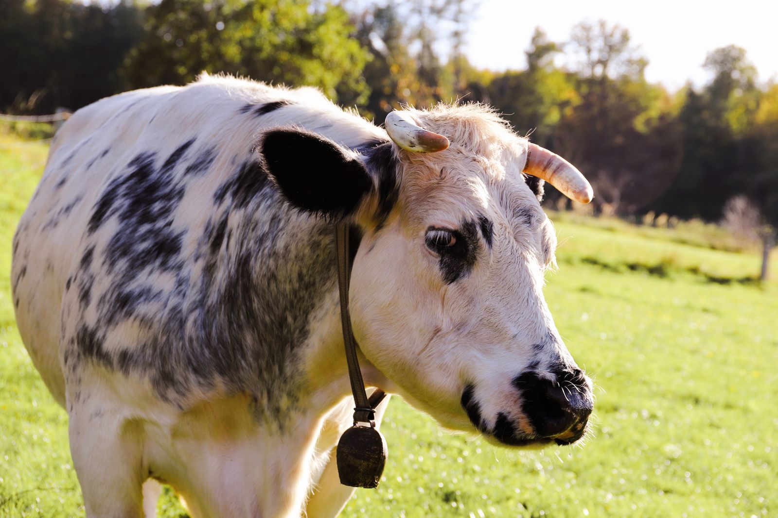 Dairy Cow Photos, Download The BEST Free Dairy Cow Stock Photos & HD Images