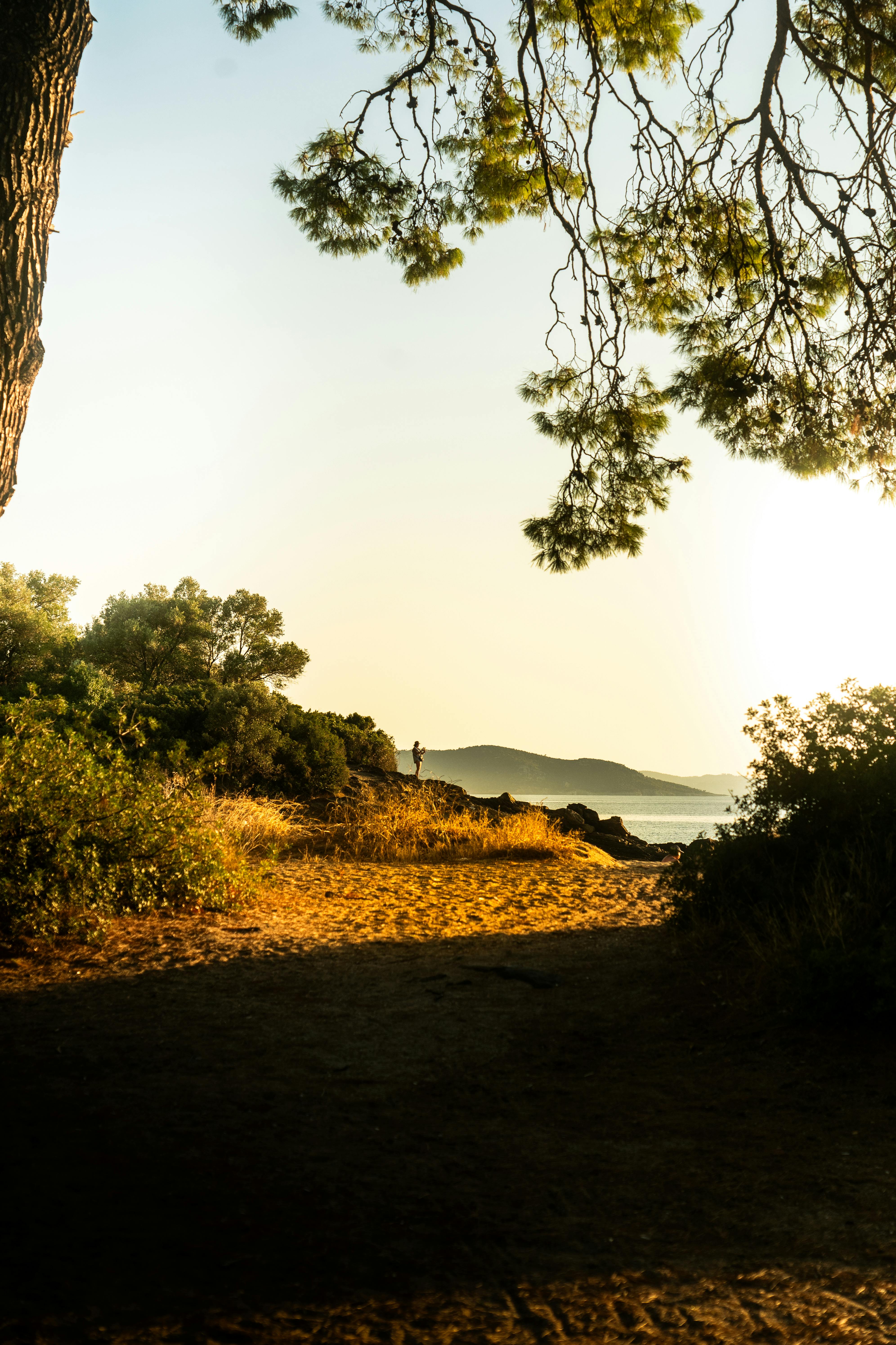 Sunset Beach Path in Greece with Pine Trees · Free Stock Photo