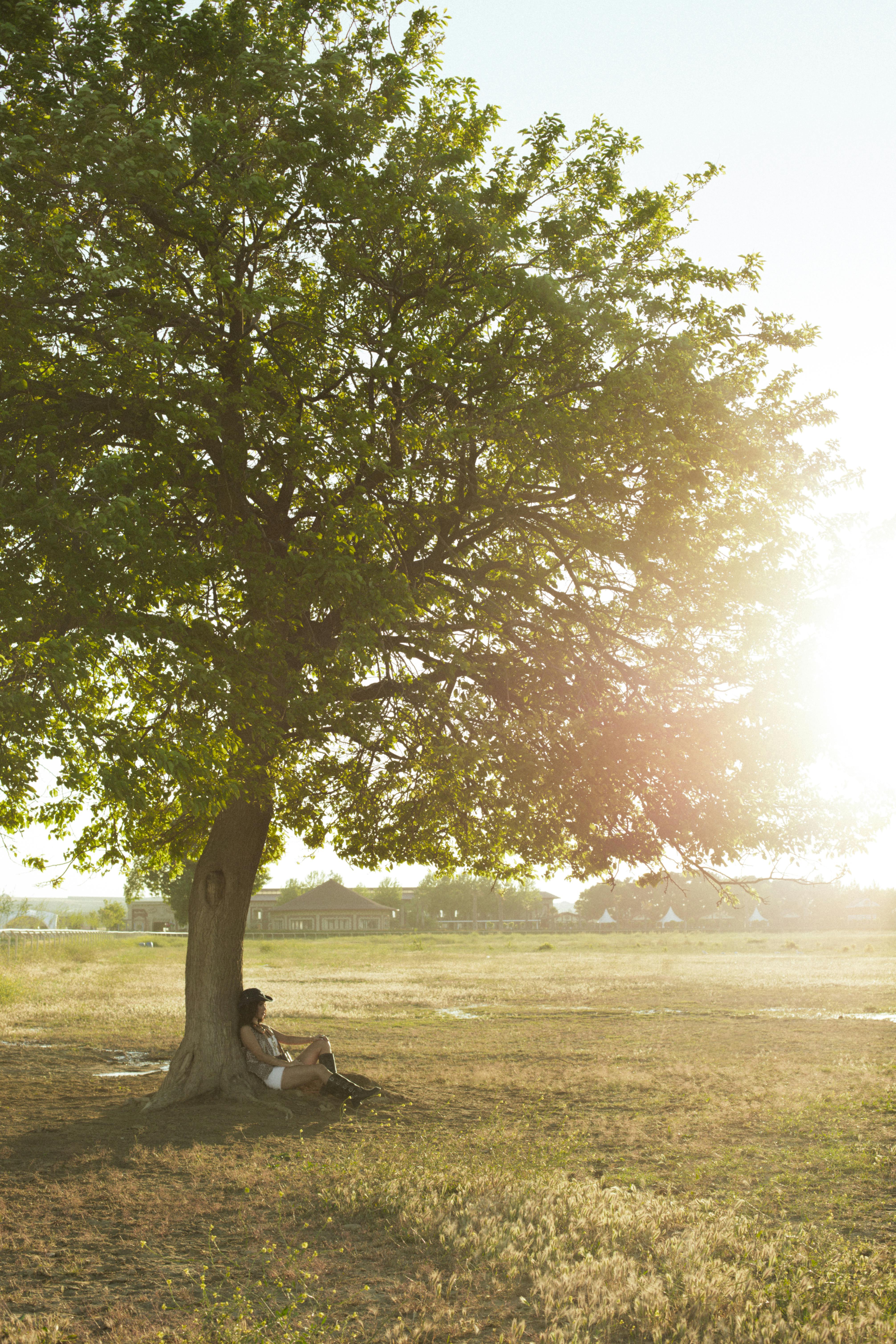 One Lone Tree Photos, Download The BEST Free One Lone Tree Stock Photos ...