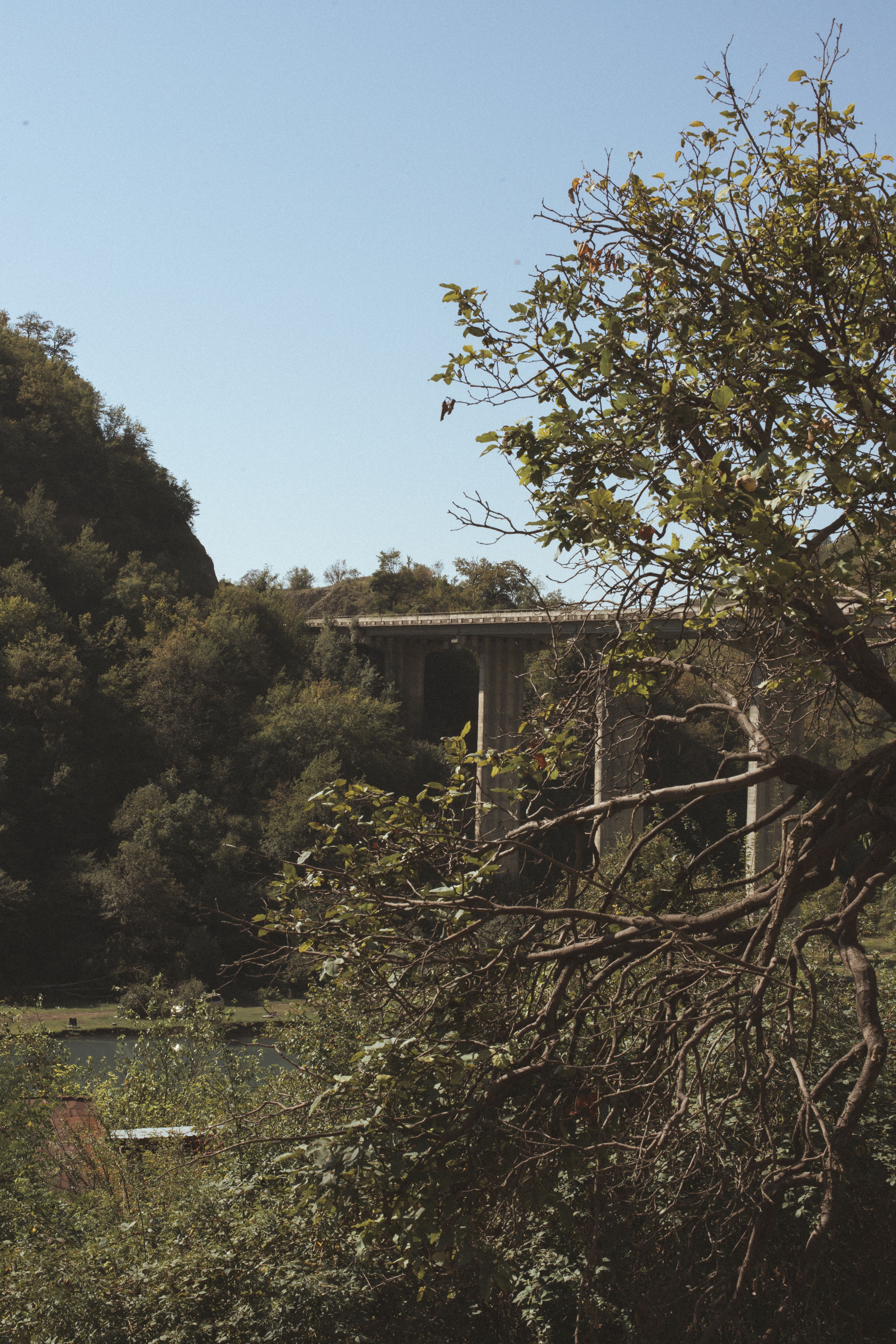 Nature Scene with Bridge and Lush Foliage · Free Stock Photo