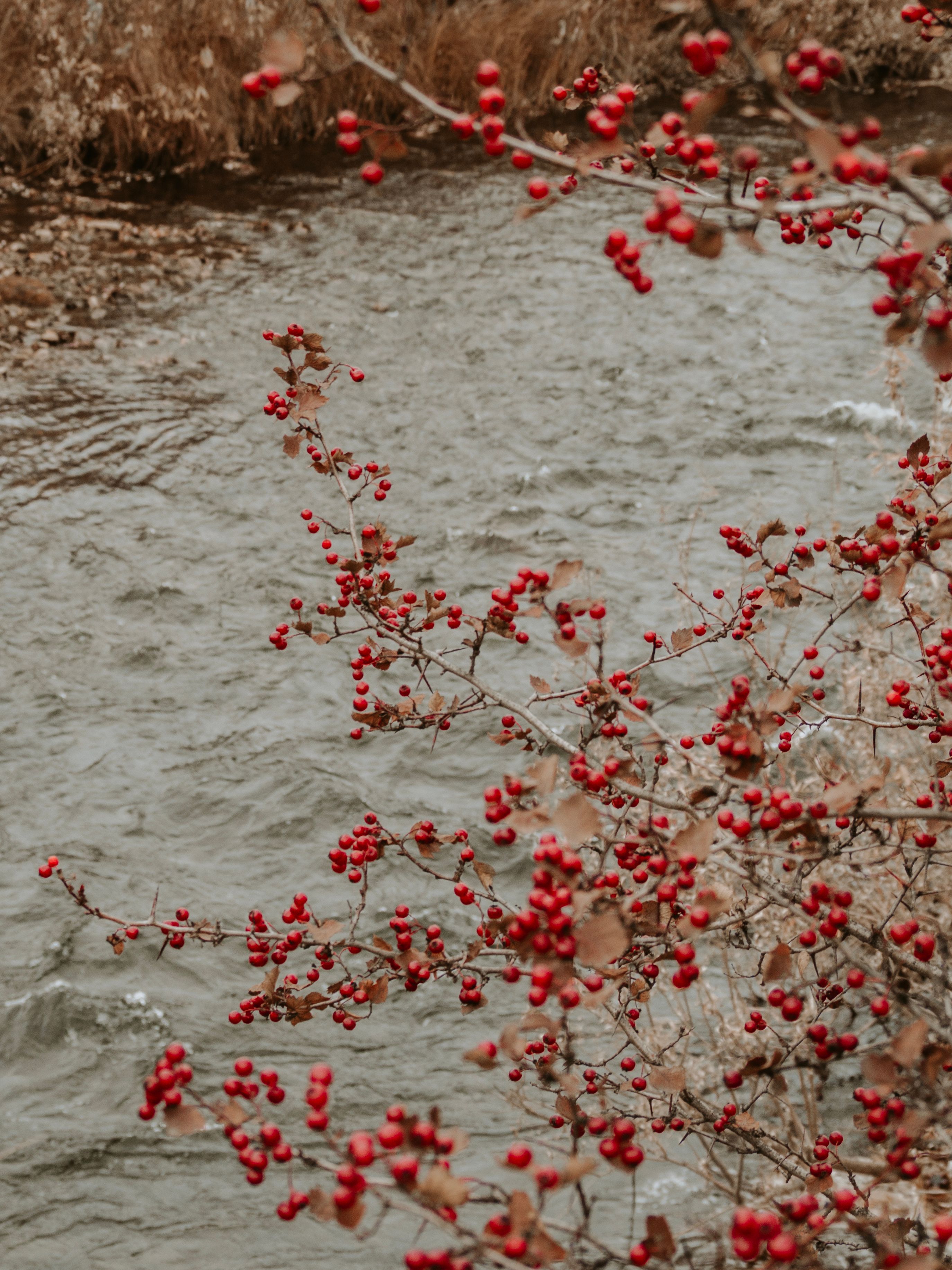 Vibrant Red Berries Over River in Russia · Free Stock Photo