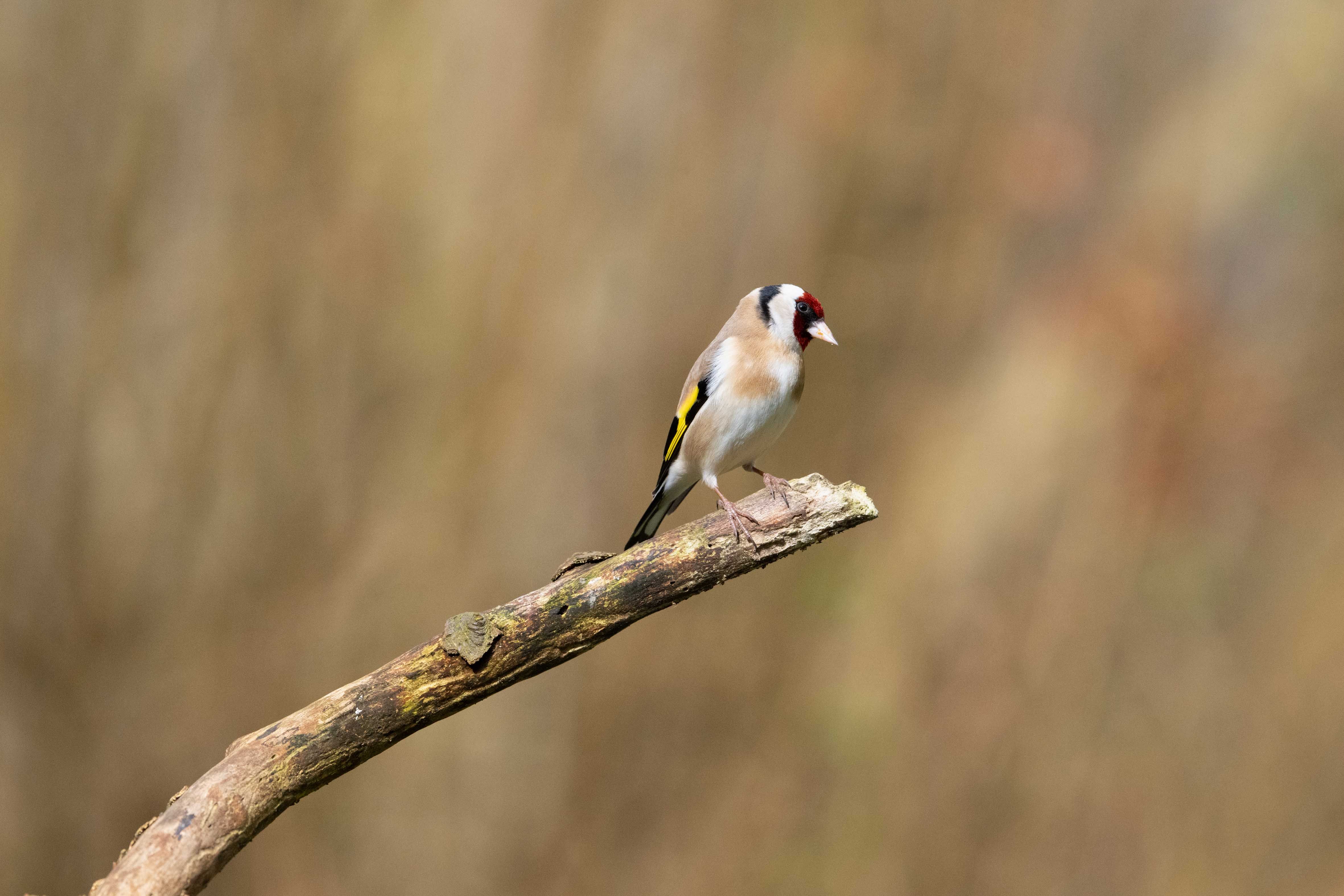 European Goldfinch on a Branch in Natural Setting · Free Stock Photo