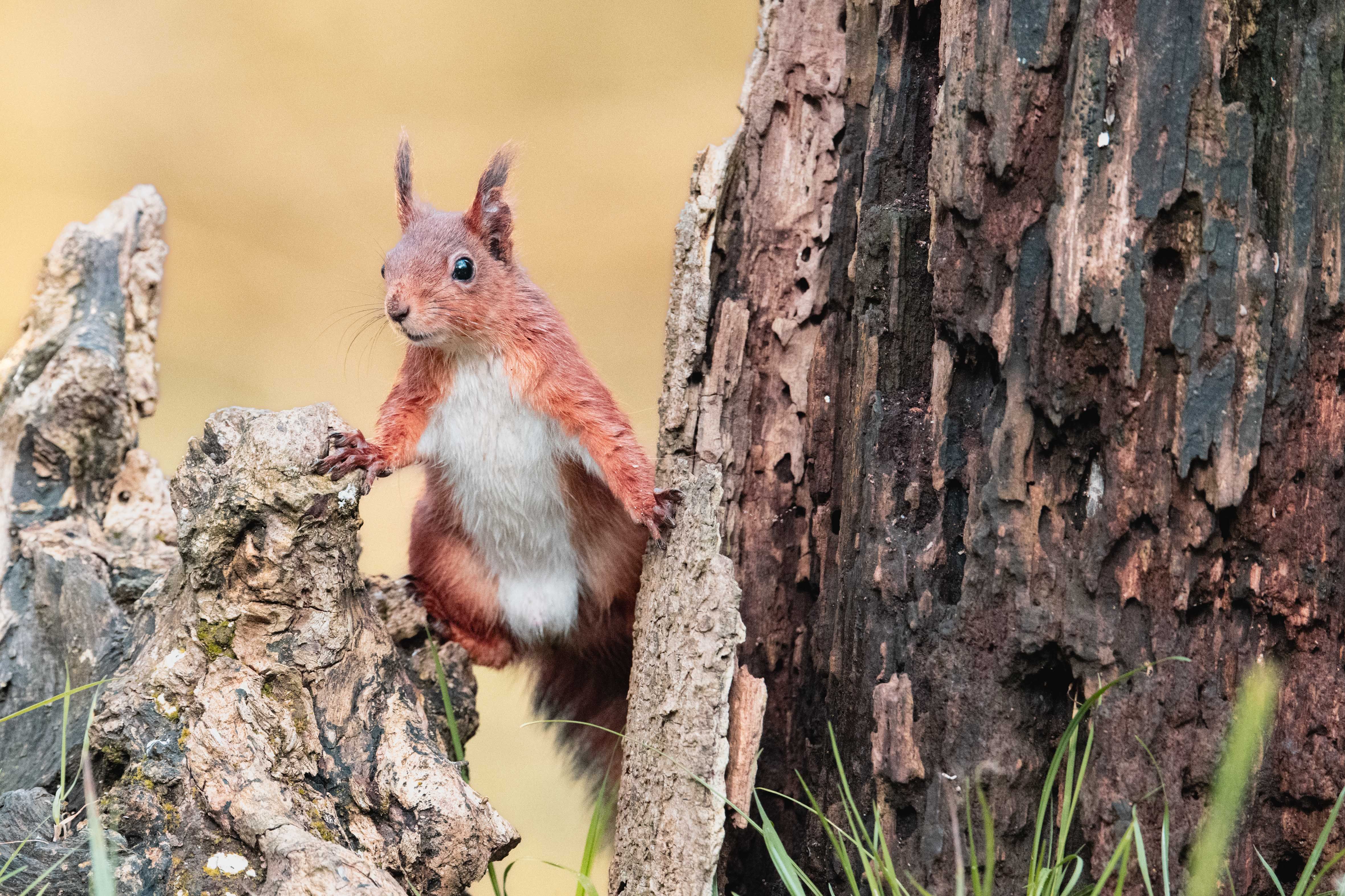 Curious Red Squirrel in Forest Setting · Free Stock Photo
