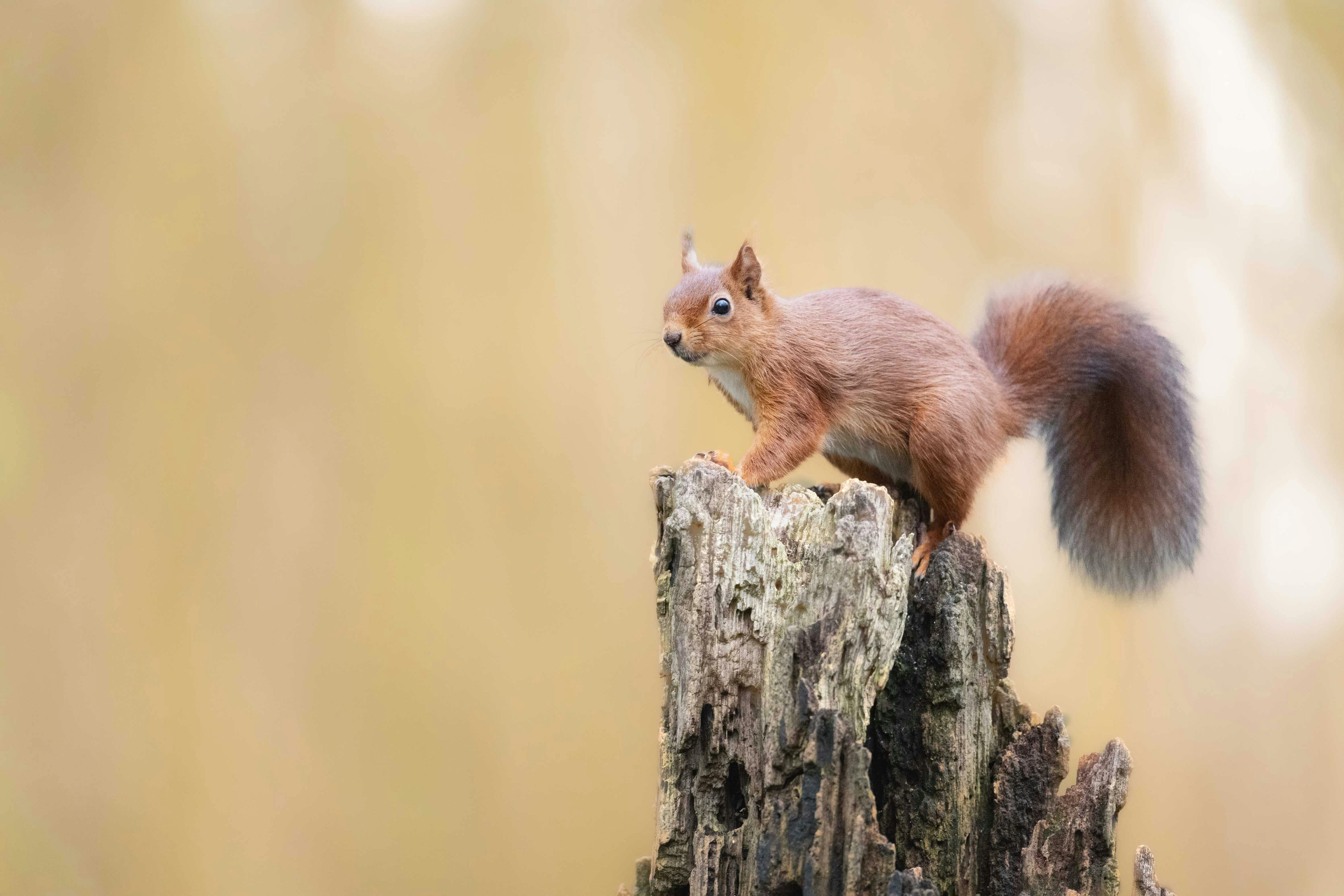 Playful Red Squirrel on Tree Stump in France · Free Stock Photo