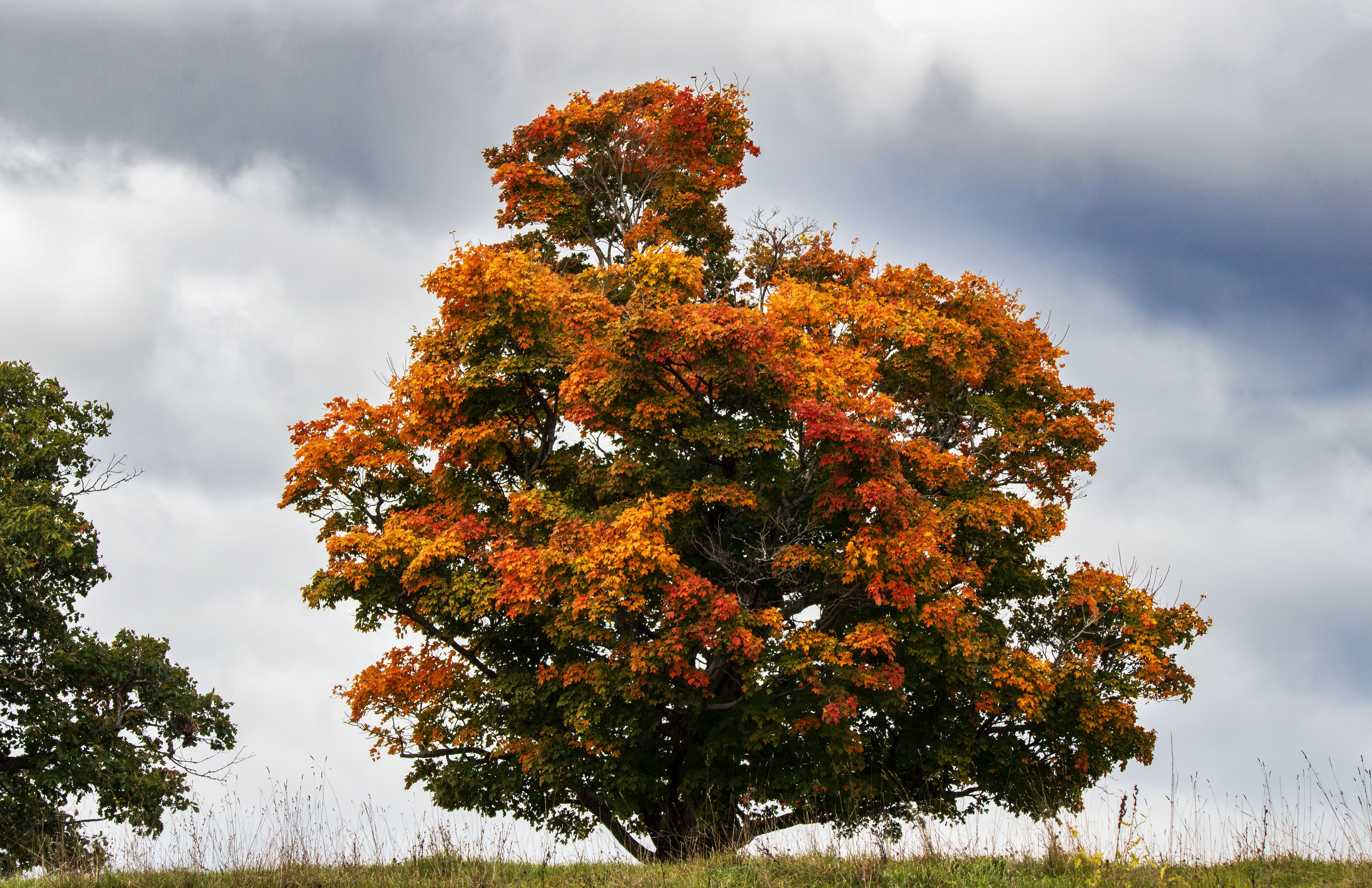 Vibrant Autumn Tree Against a Cloudy Sky · Free Stock Photo