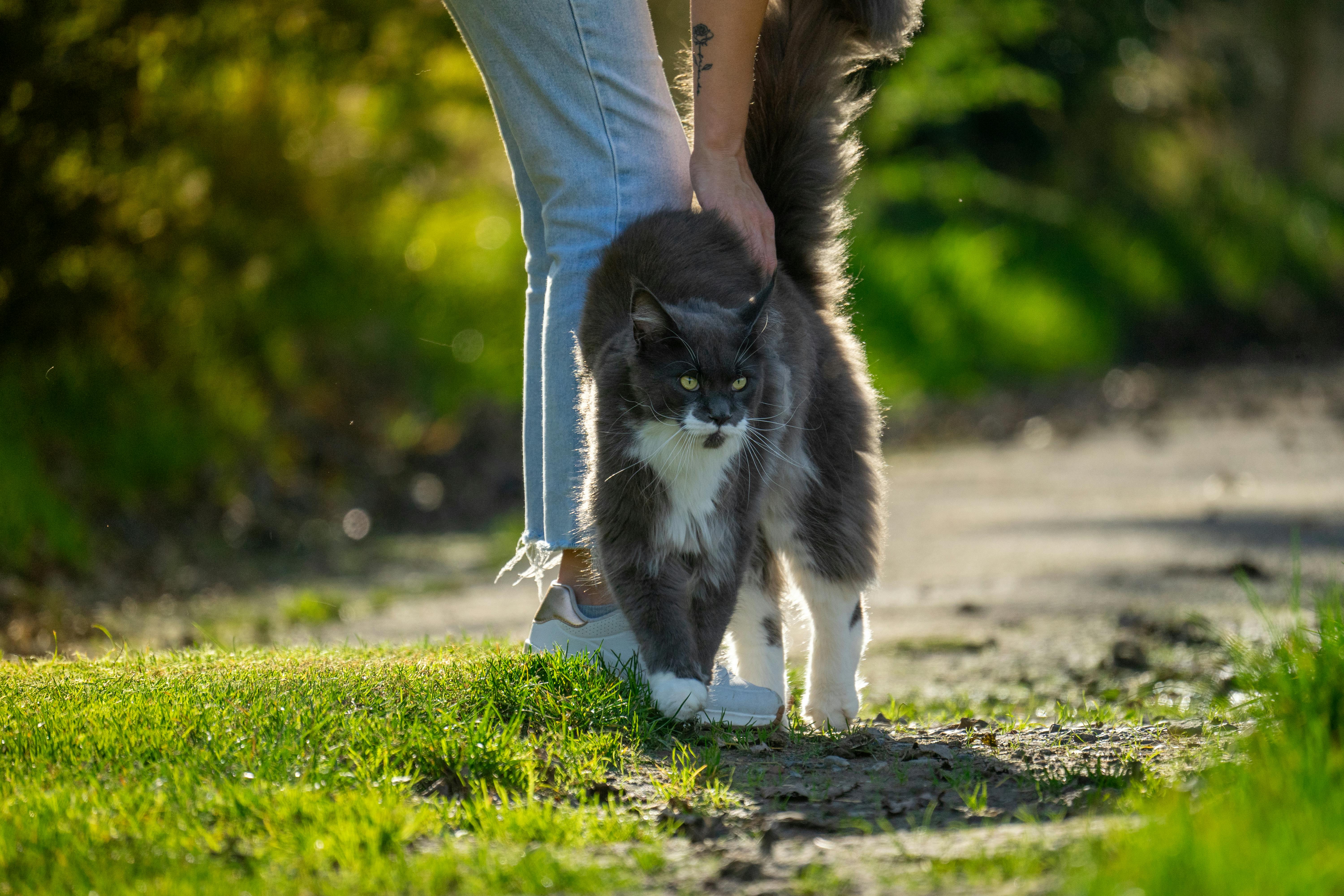 Person with a Maine Coon cat walking outdoors · Free Stock Photo