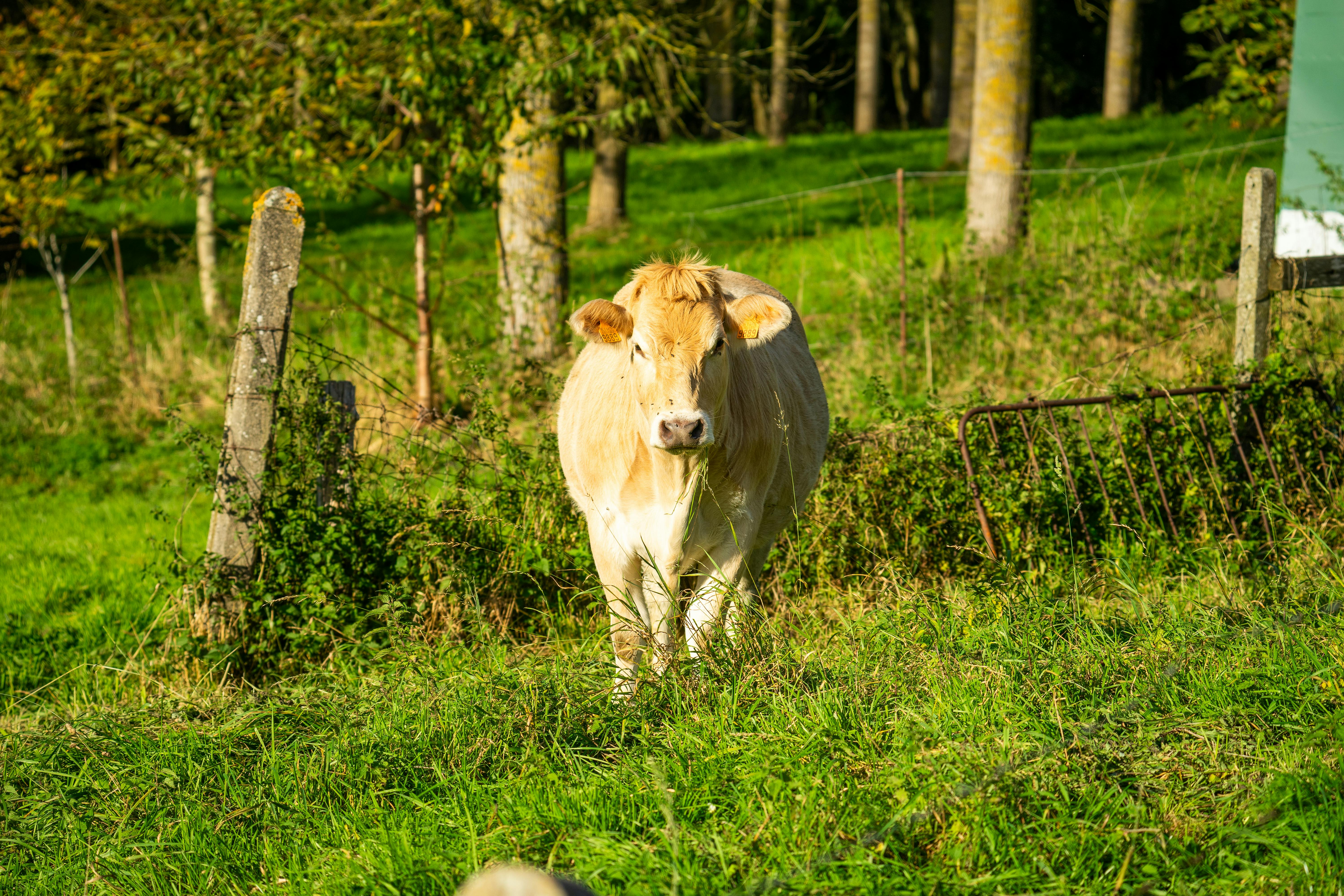 Cream-colored Cow in Lush Green pasture · Free Stock Photo