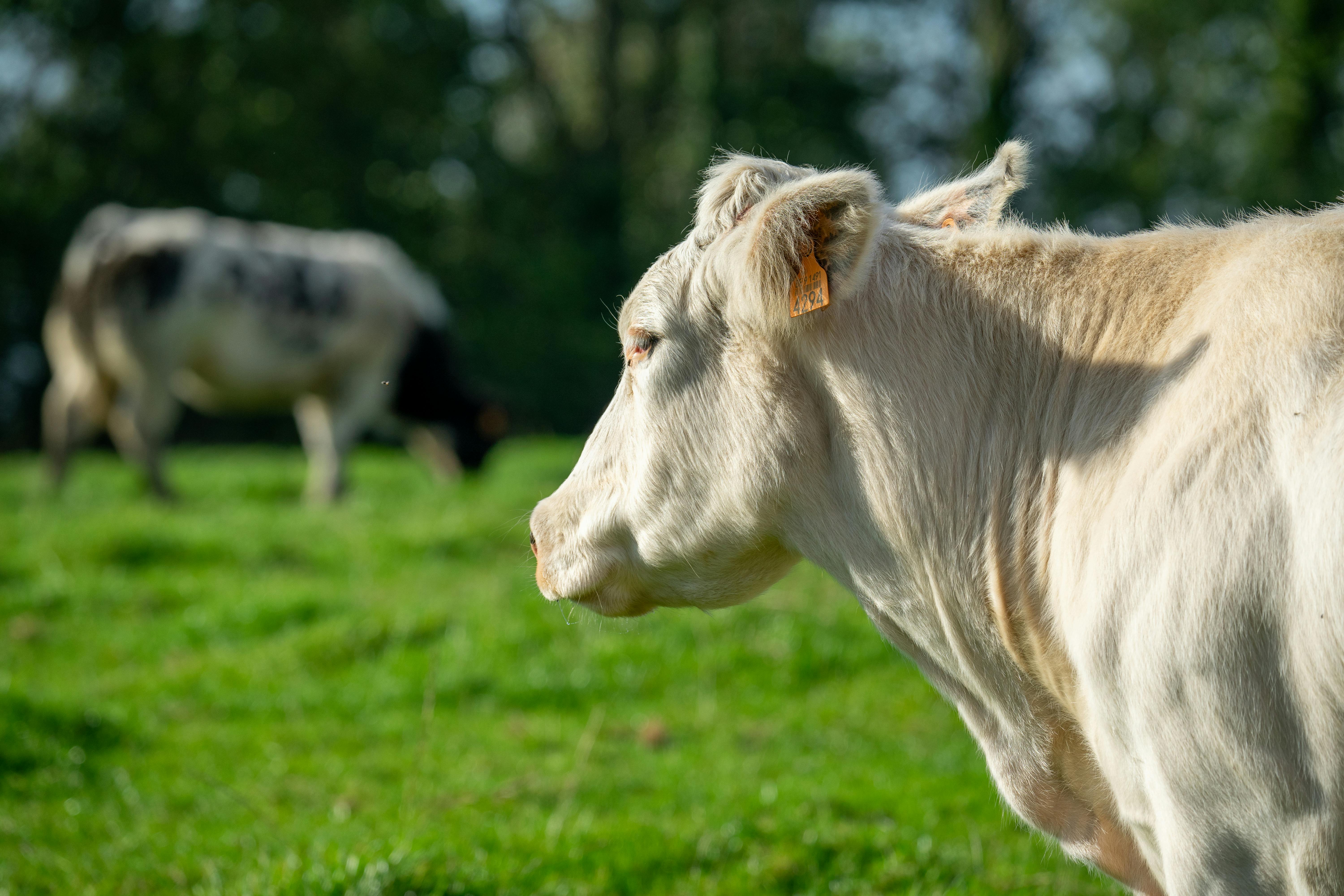 Close-Up of Cow in a Sunny Pasture · Free Stock Photo