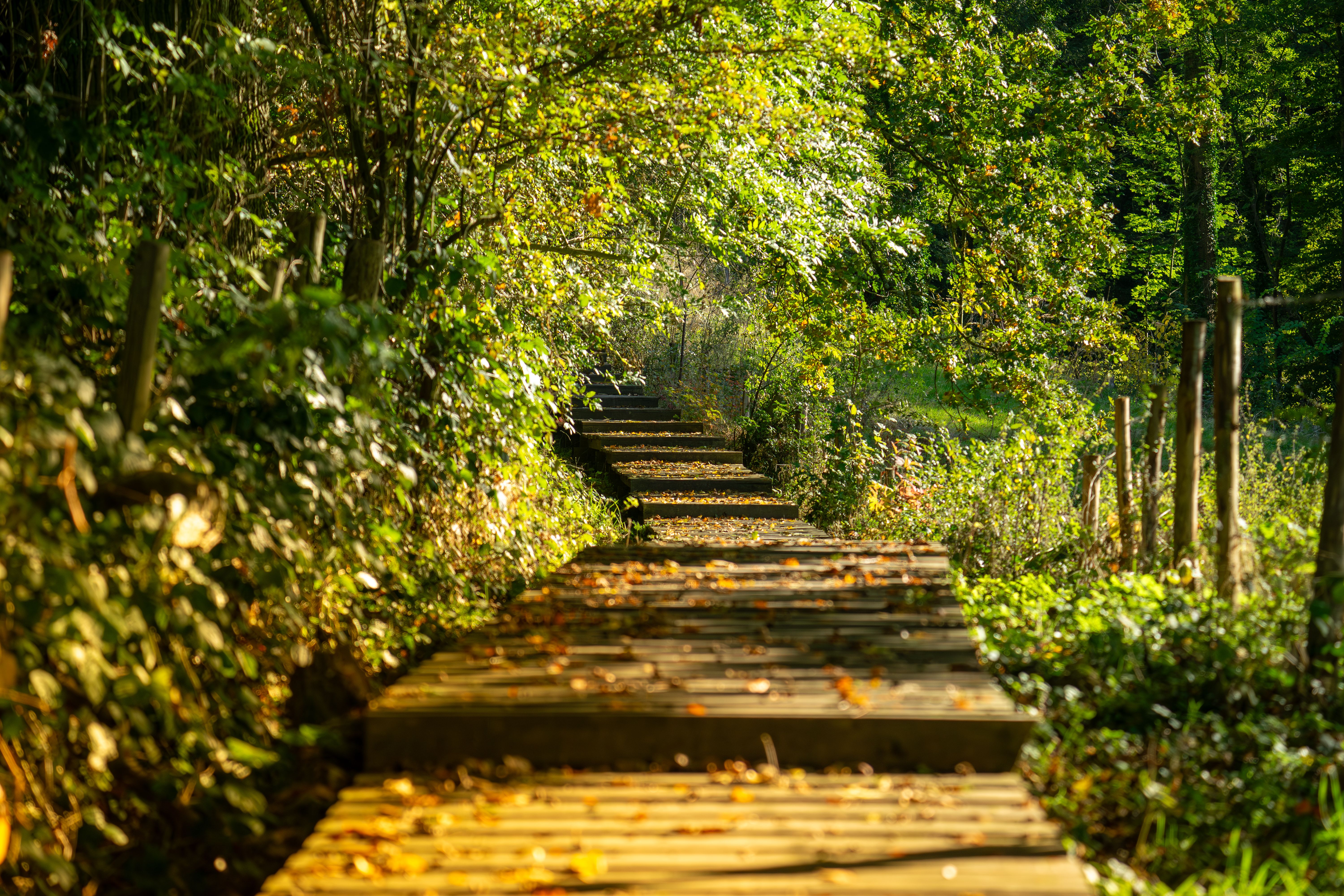 Serene Wooden Pathway Through a Green Forest · Free Stock Photo