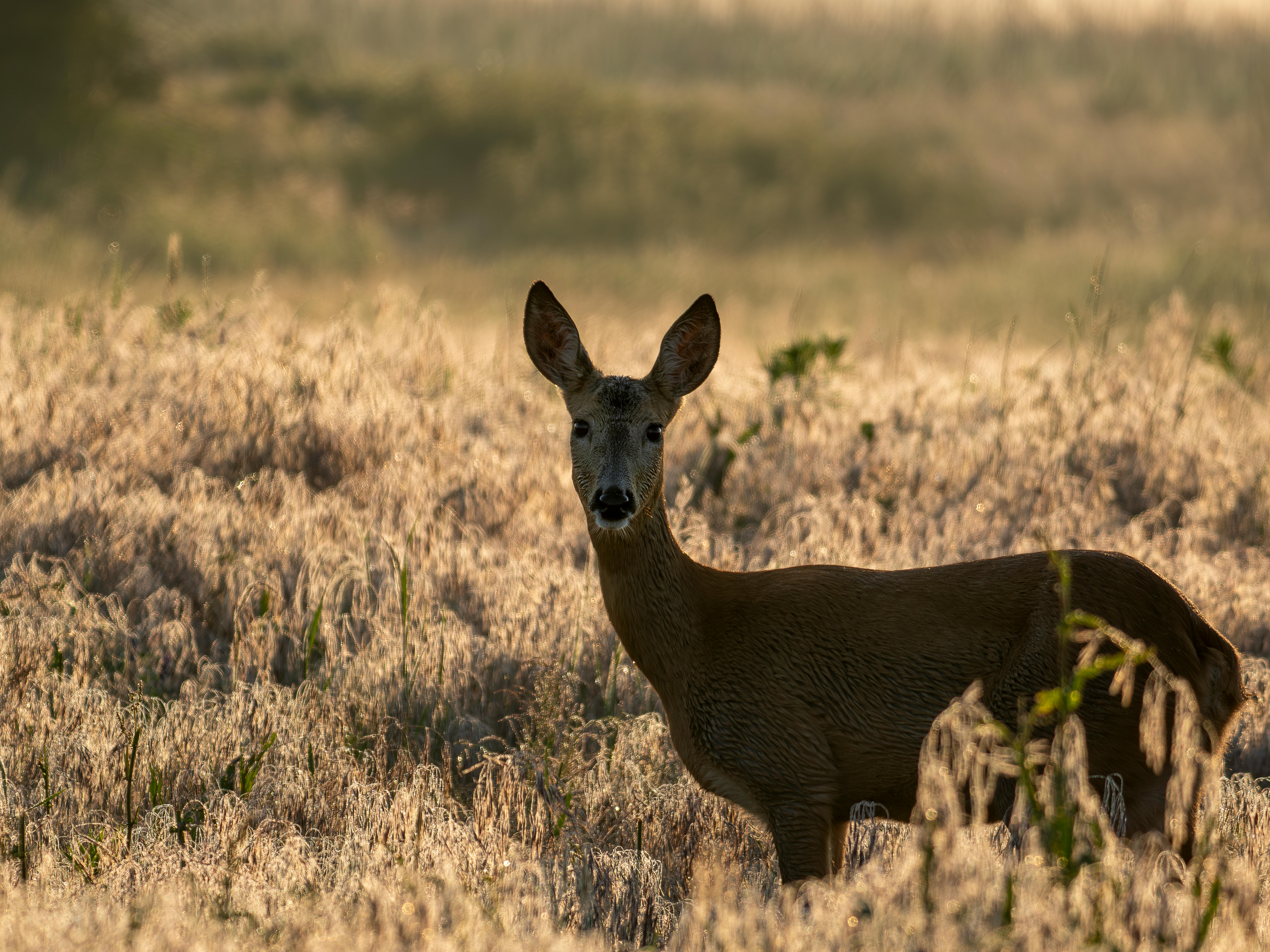 Wild Roe Deer Standing in Polish Meadow · Free Stock Photo
