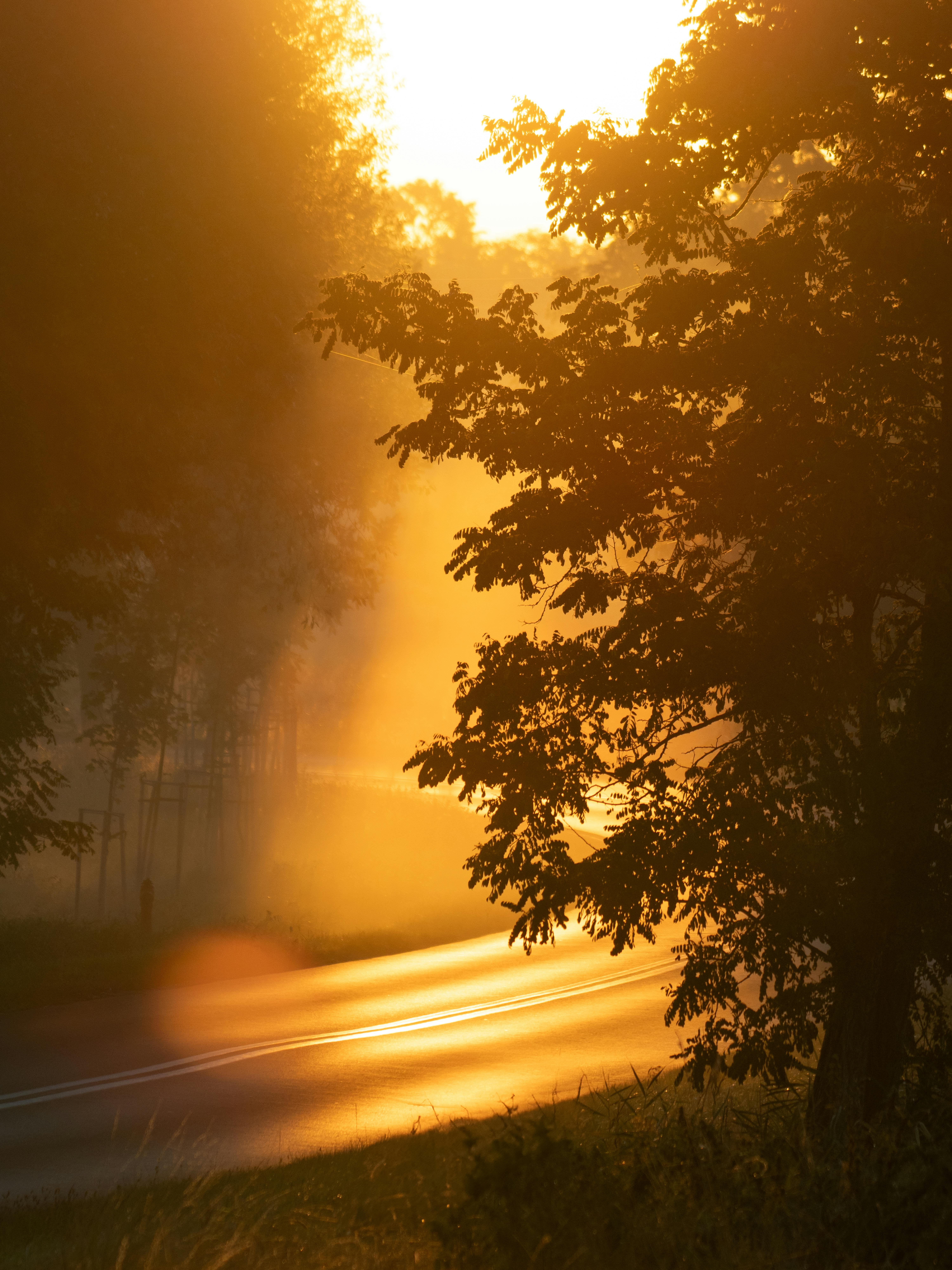 Golden Sunrise through Trees on a Country Road · Free Stock Photo