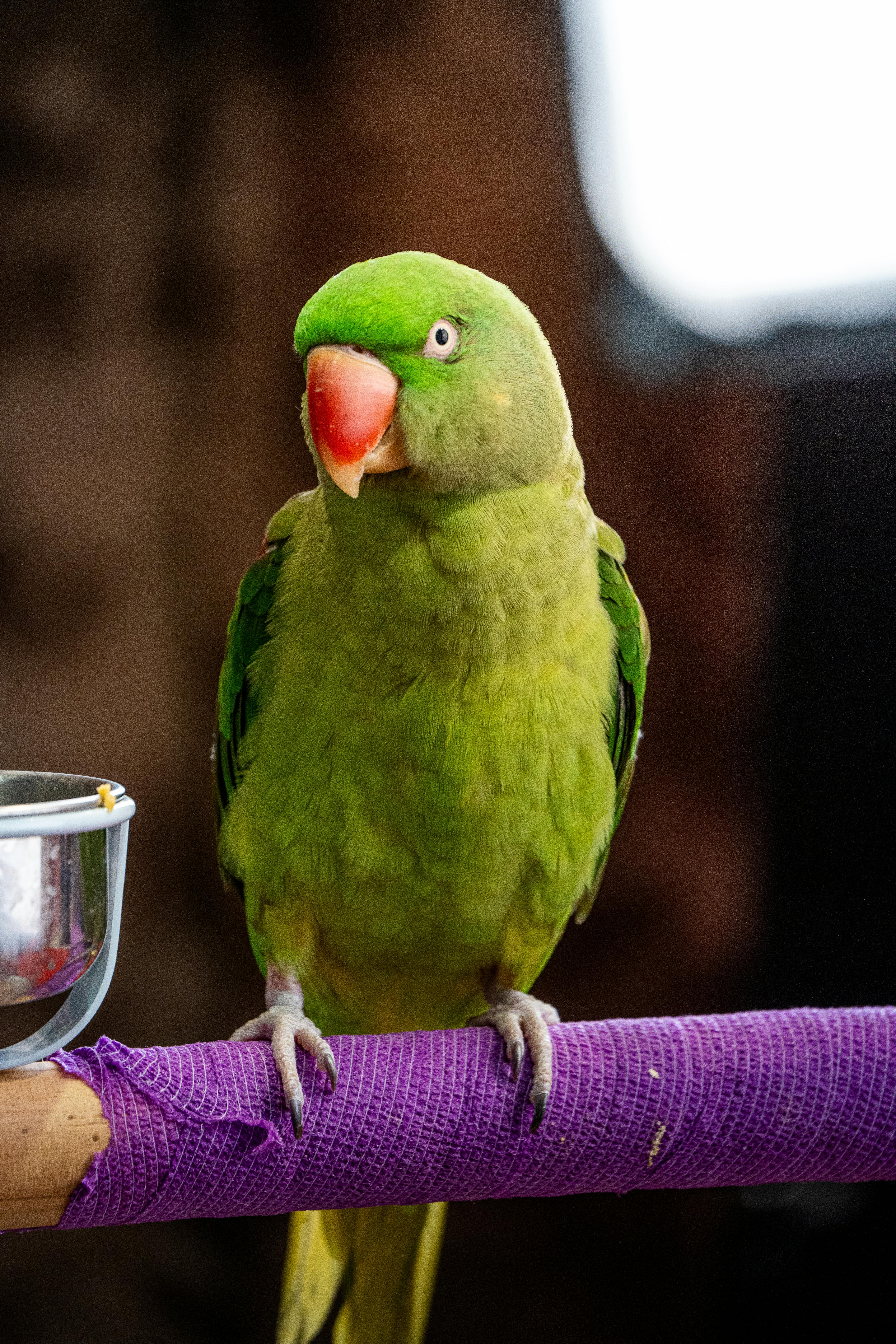 Vibrant Green Parrot on Perch Indoors · Free Stock Photo
