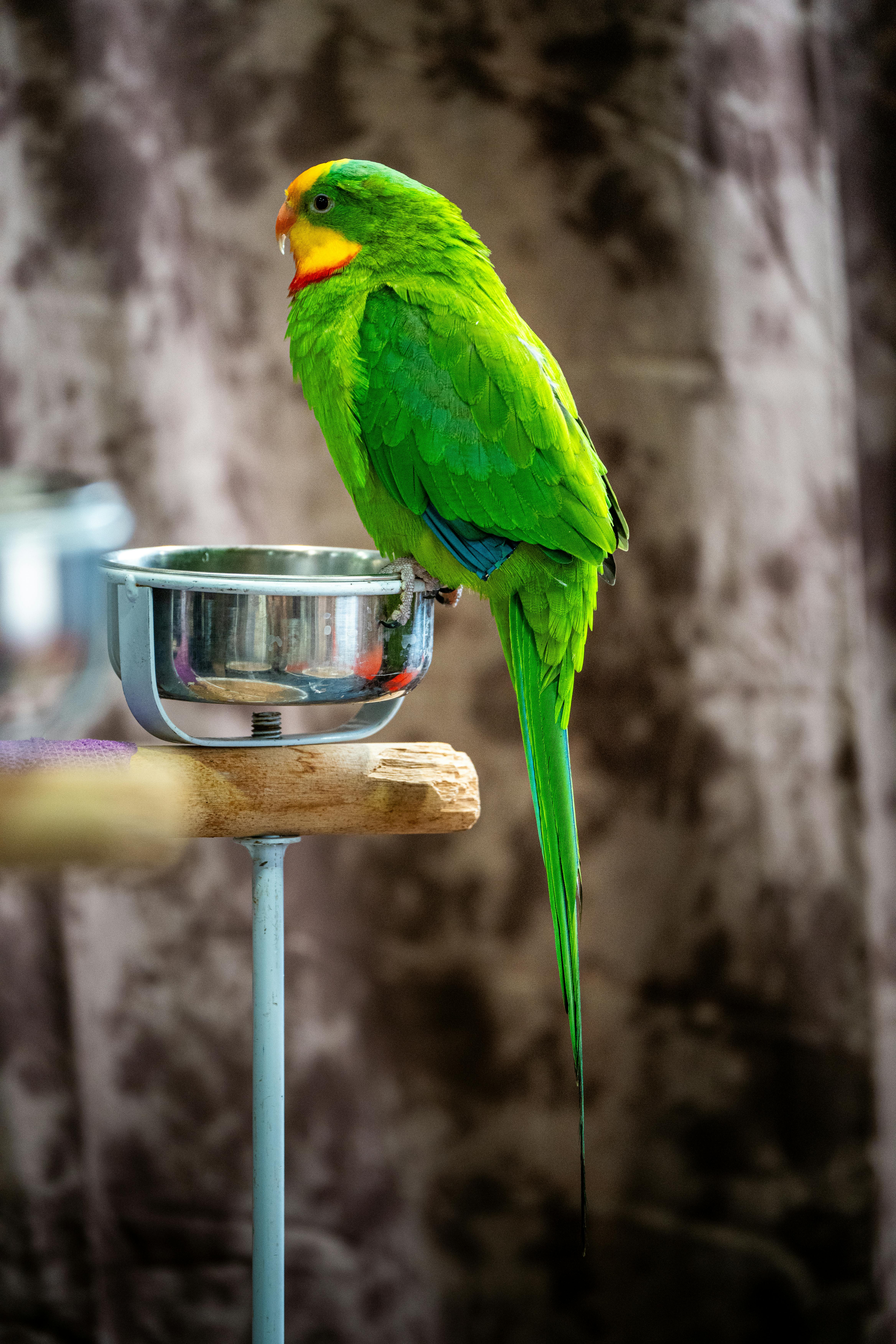 Vibrant Green Parrot Perched on Feeding Stand Indoors · Free Stock Photo