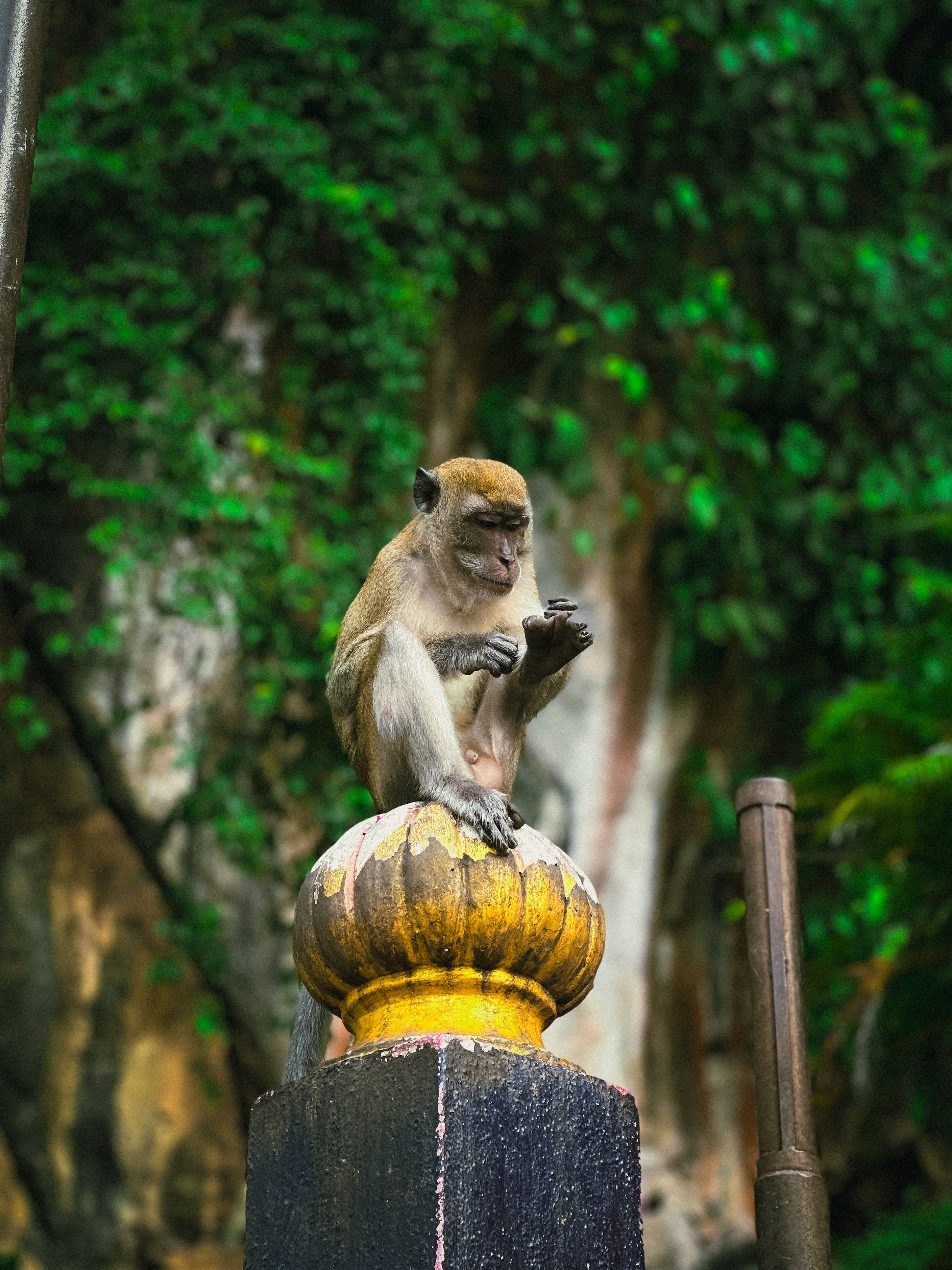Macaque Monkey on Decorative Post, Jungle Background · Free Stock Photo