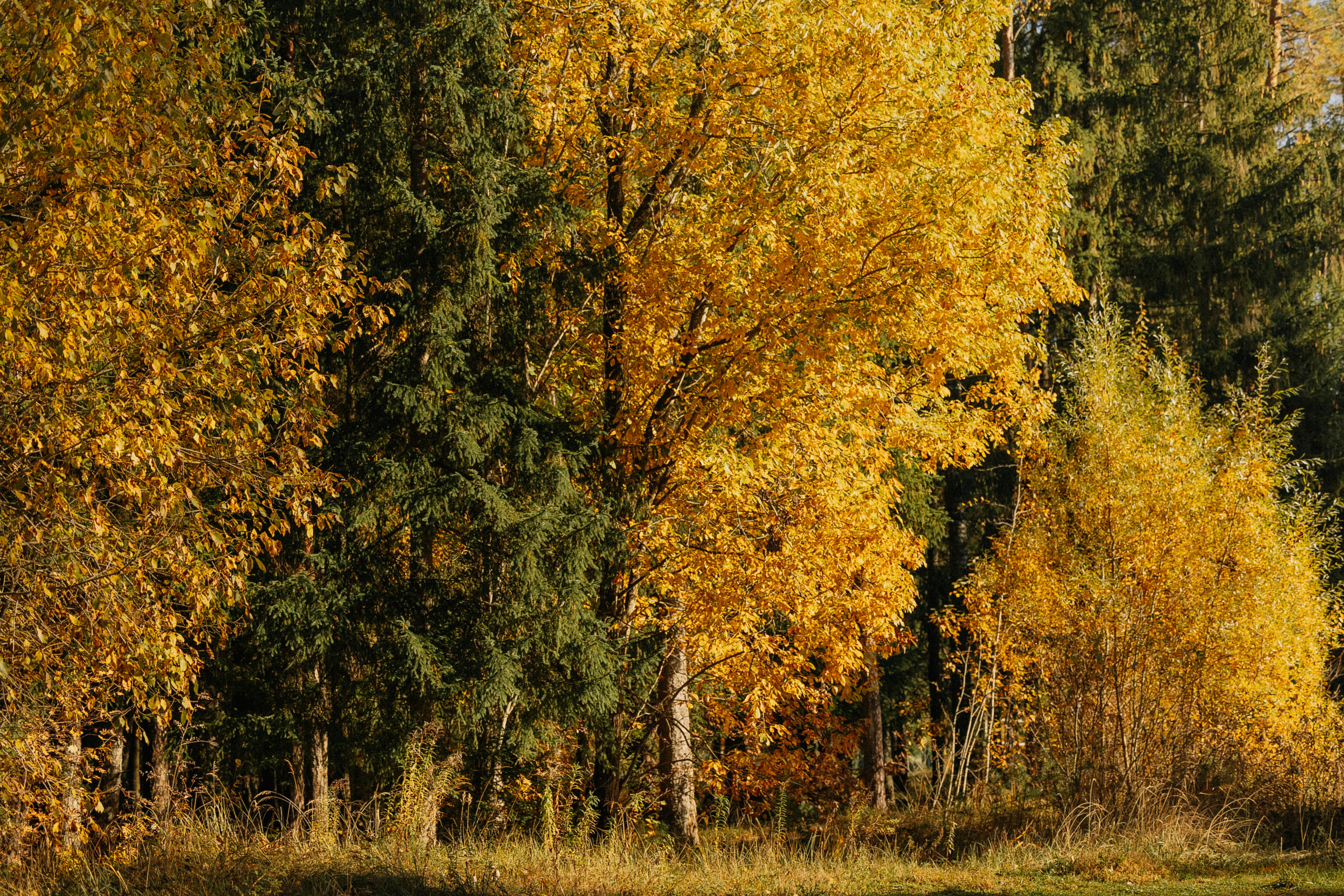Golden Autumn Forest with Evergreen Trees · Free Stock Photo