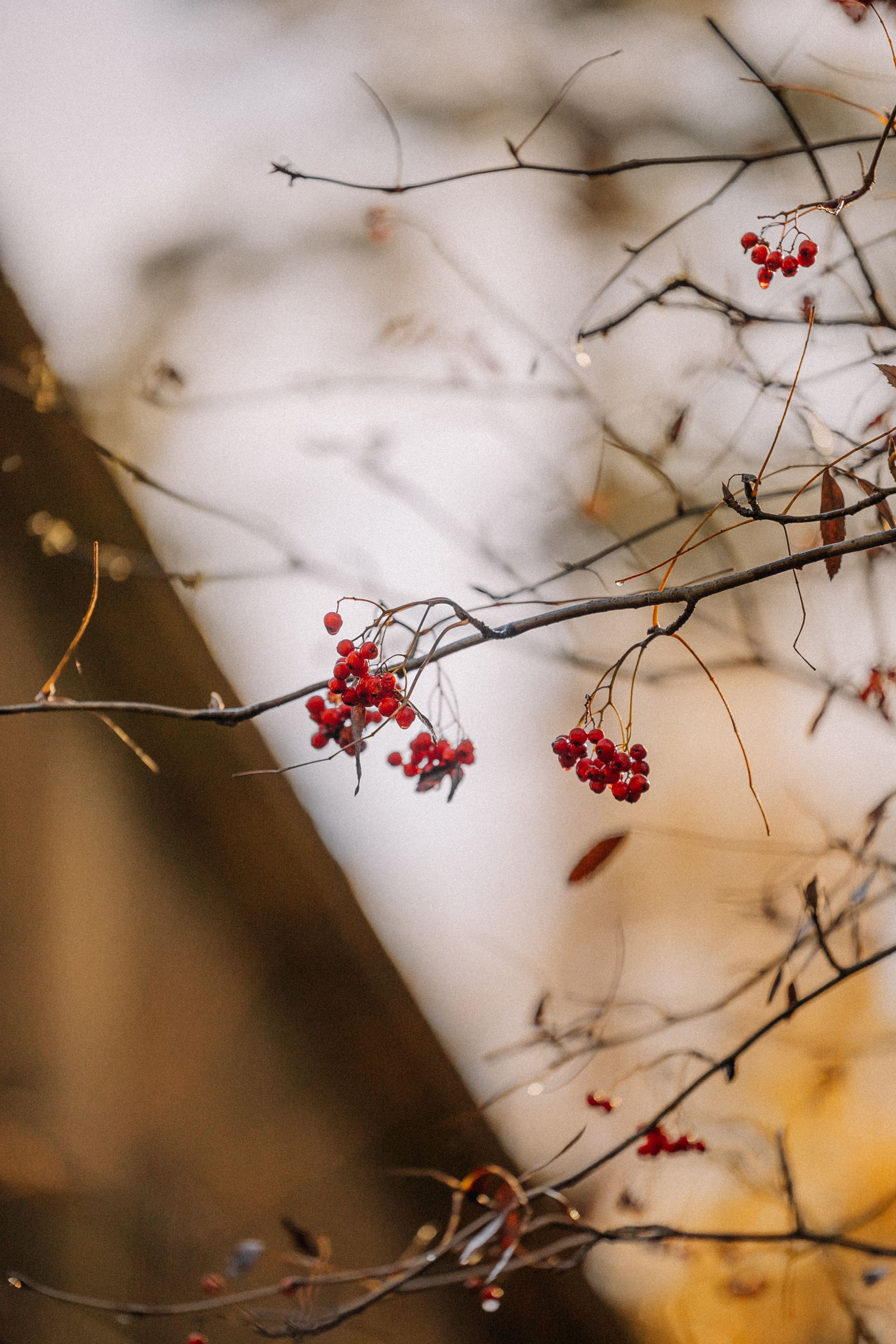 Autumn Red Berries on Bare Branches · Free Stock Photo