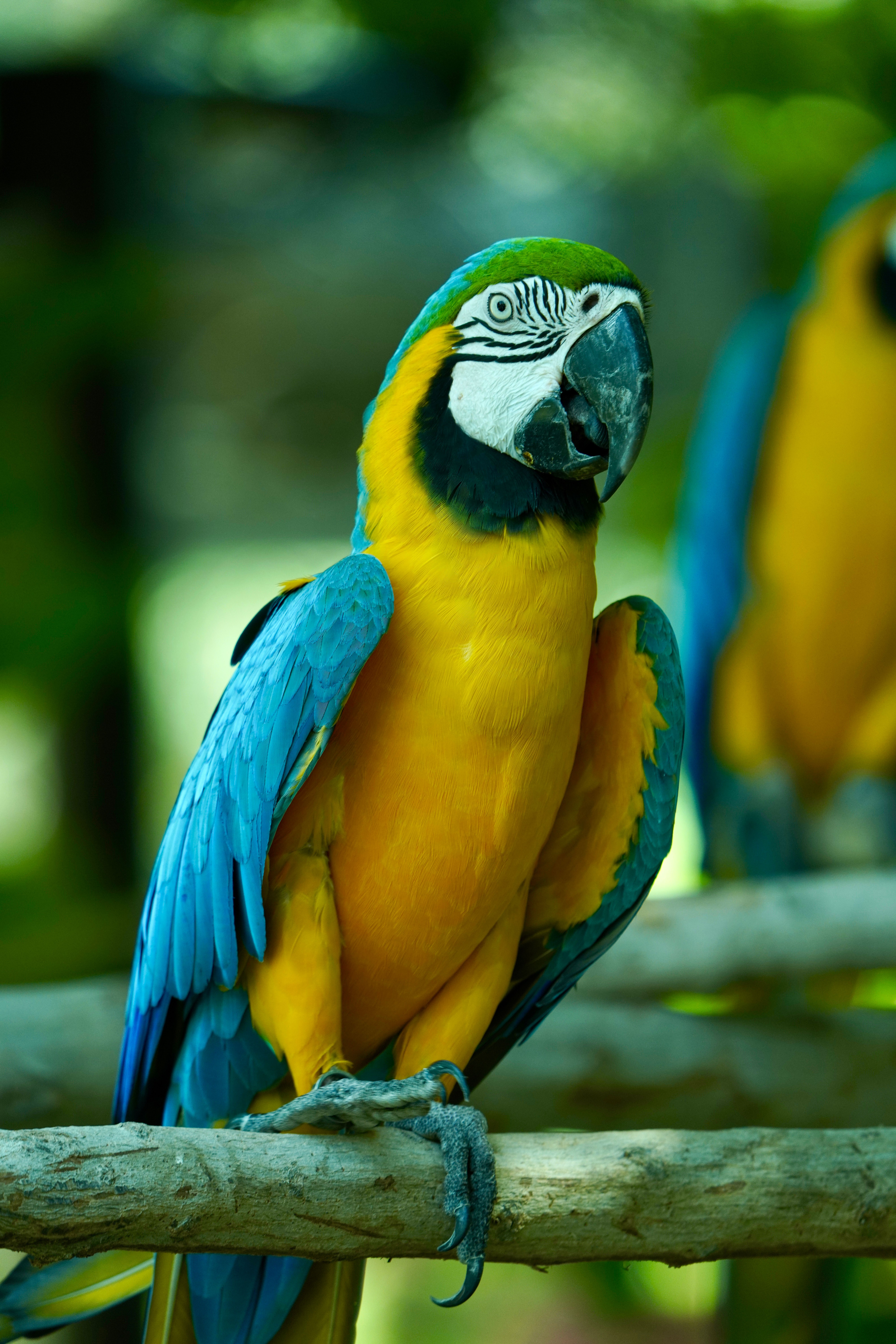 Yellow Blue and White Macaw Perched on Brown Tree Branch · Free Stock Photo