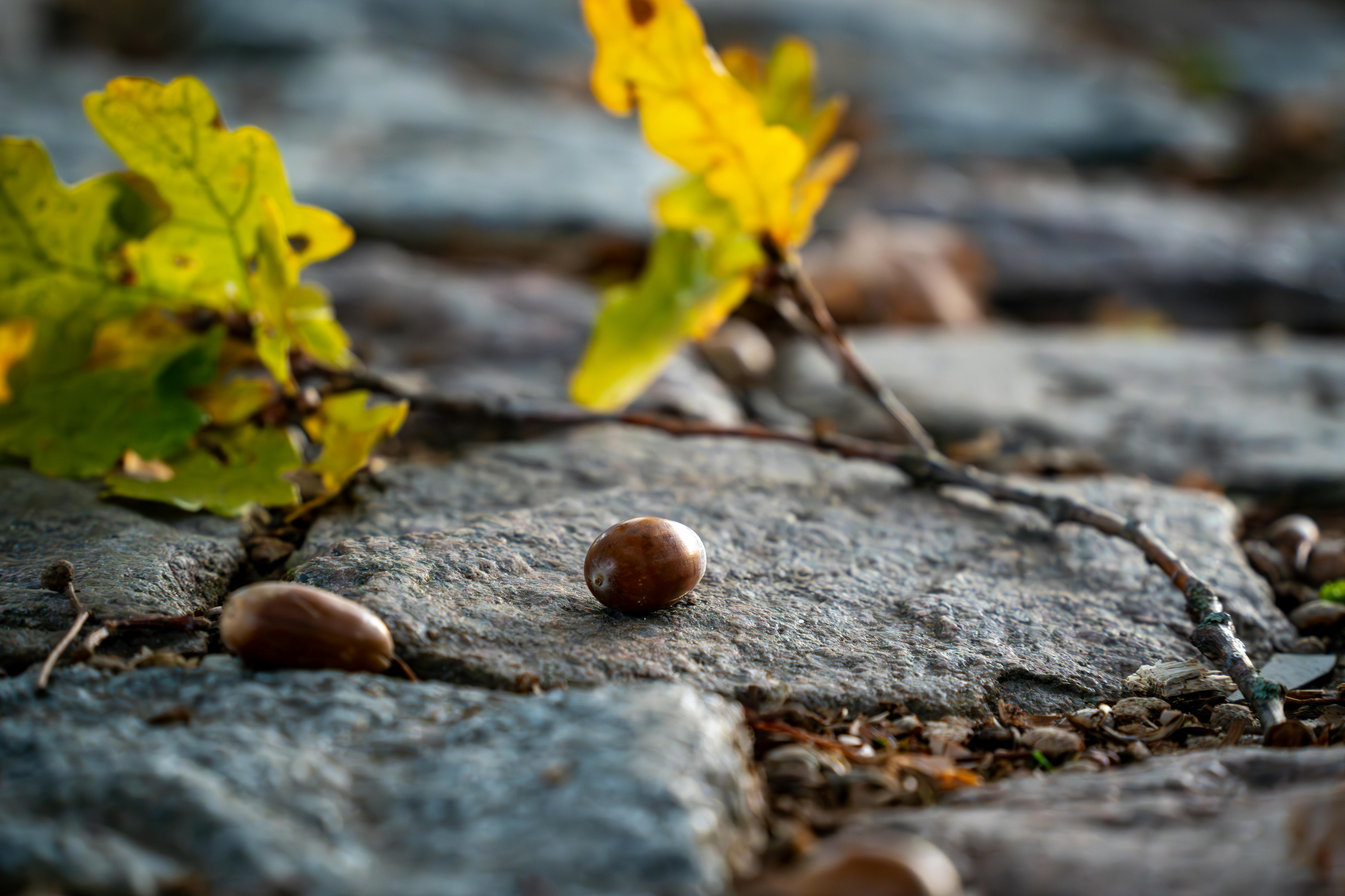 Autumn Oak Acorns on Stone Pathway · Free Stock Photo
