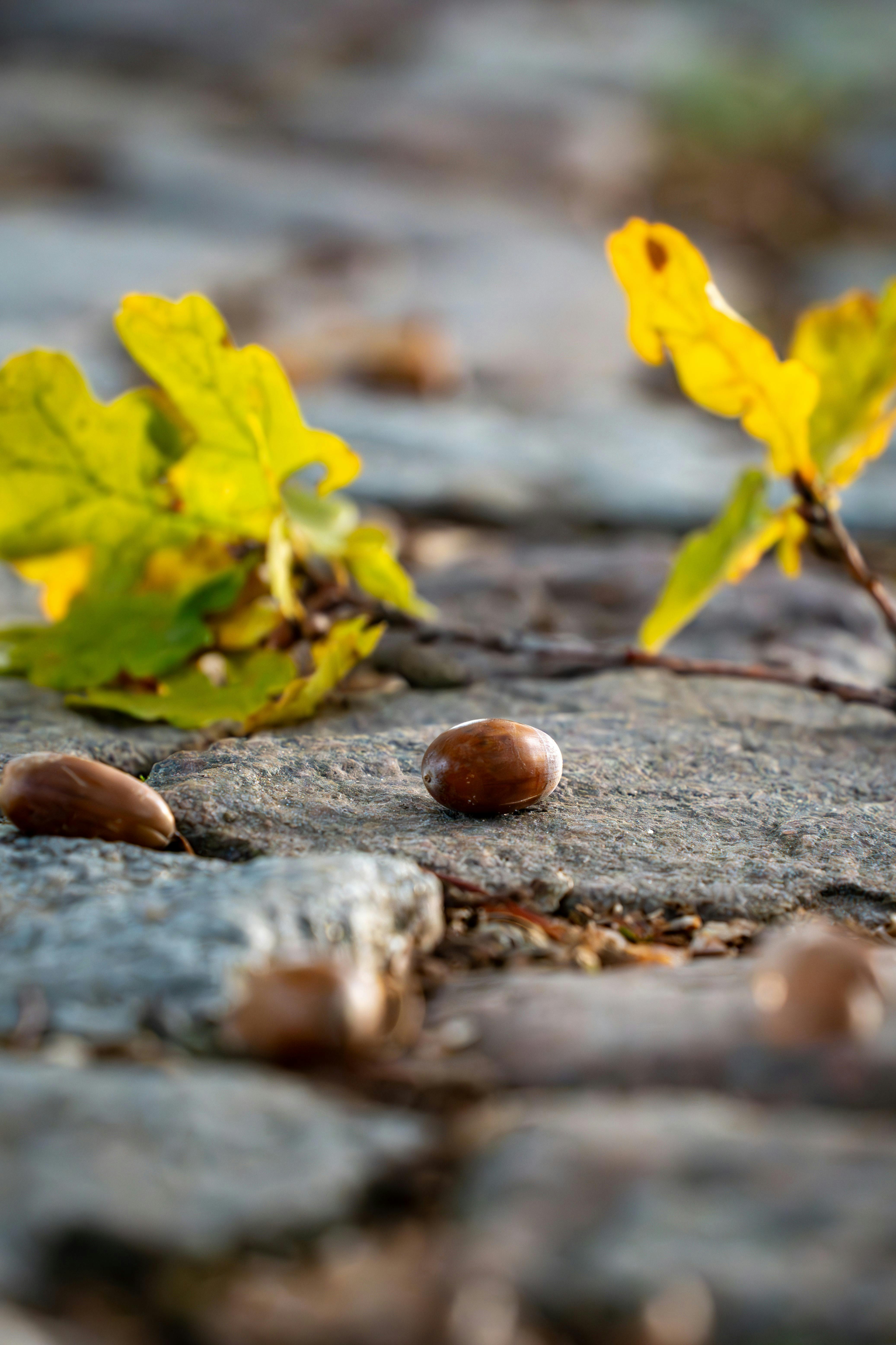 Autumn Acorn on Cobblestone Path with Oak Leaves · Free Stock Photo