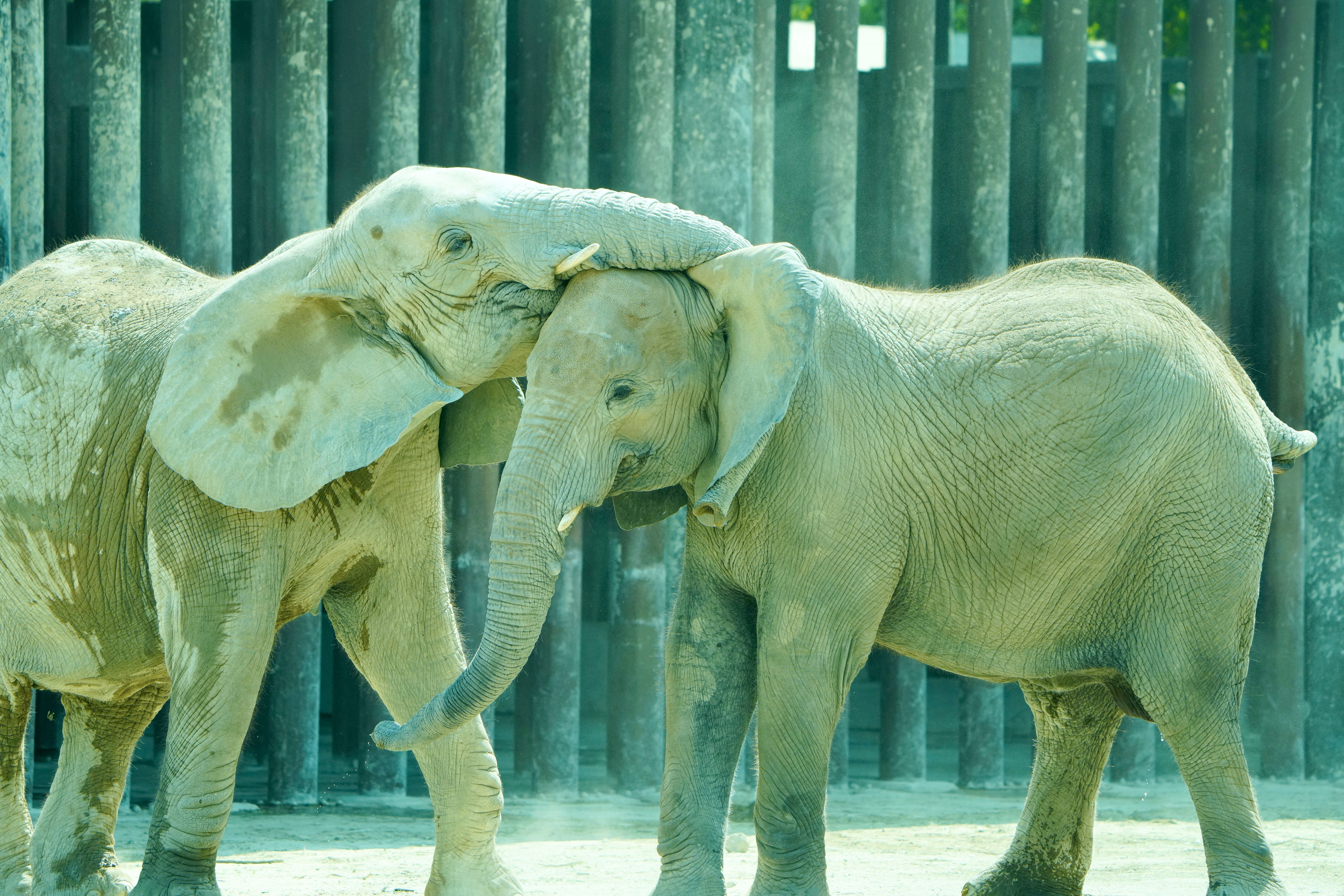 Two African Elephants Playing Affectionately · Free Stock Photo