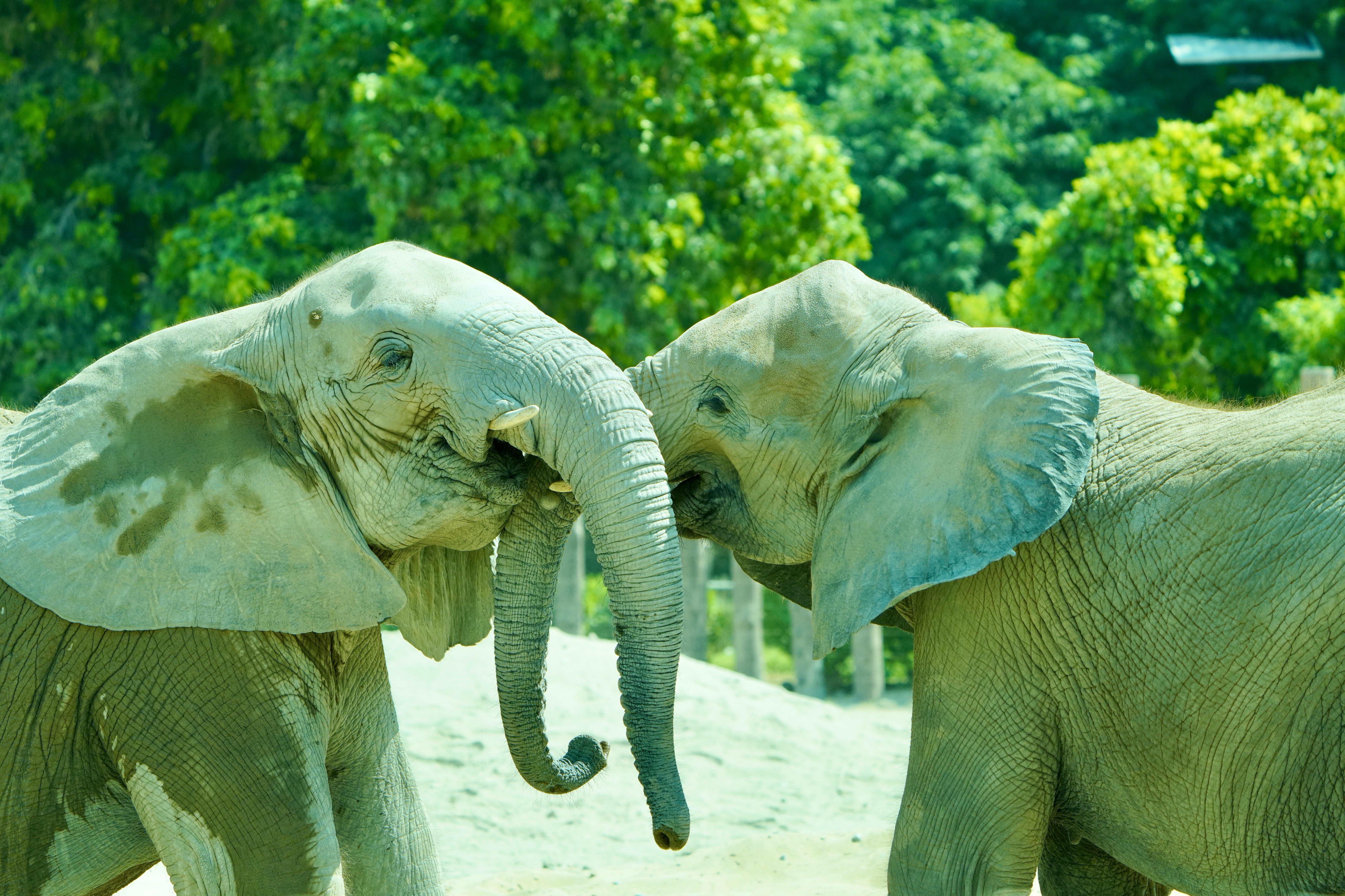 Mini Elephants Photos, Download The BEST Free Mini Elephants Stock ...