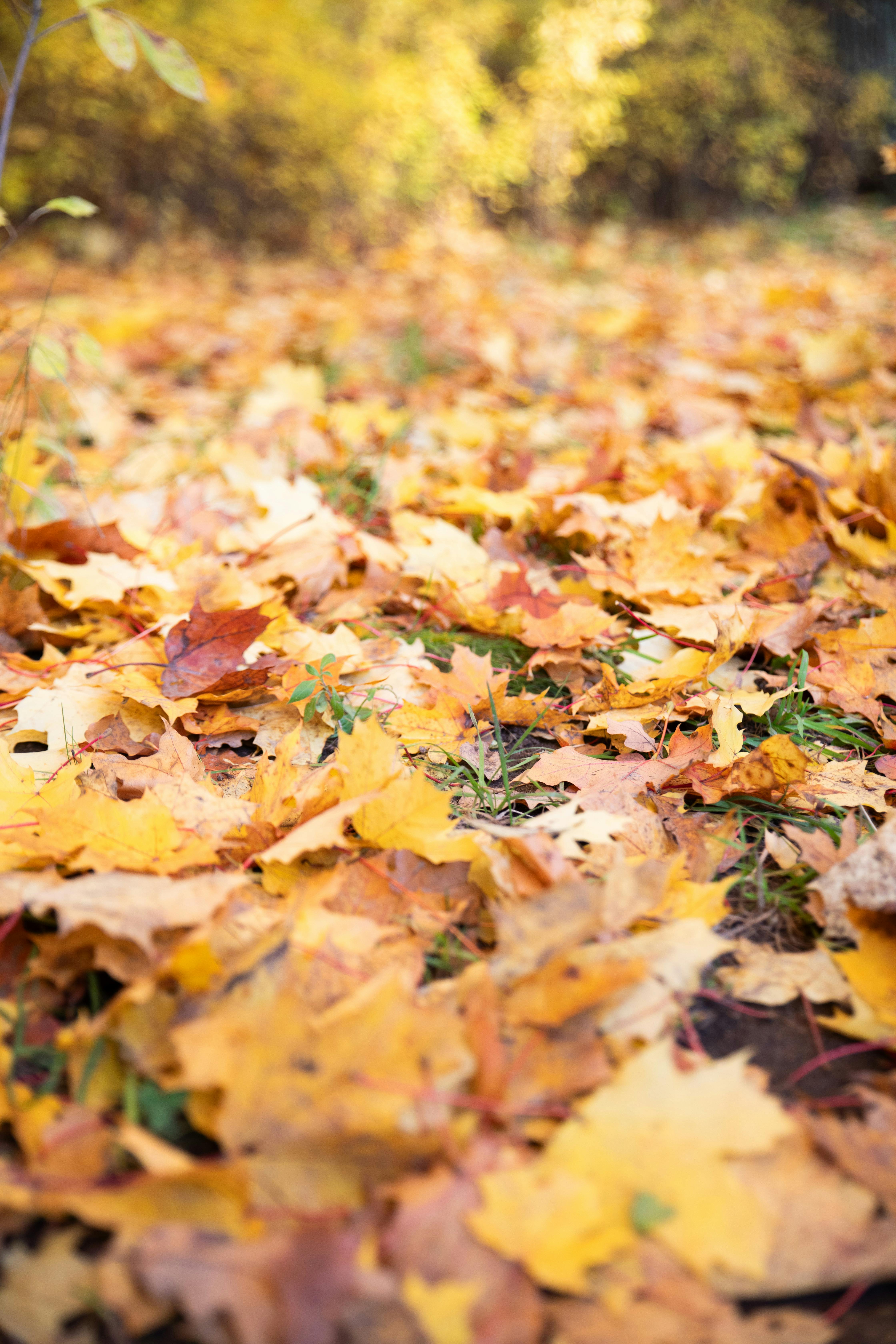 A Heap Of Dried Leaves On The Ground · Free Stock Photo