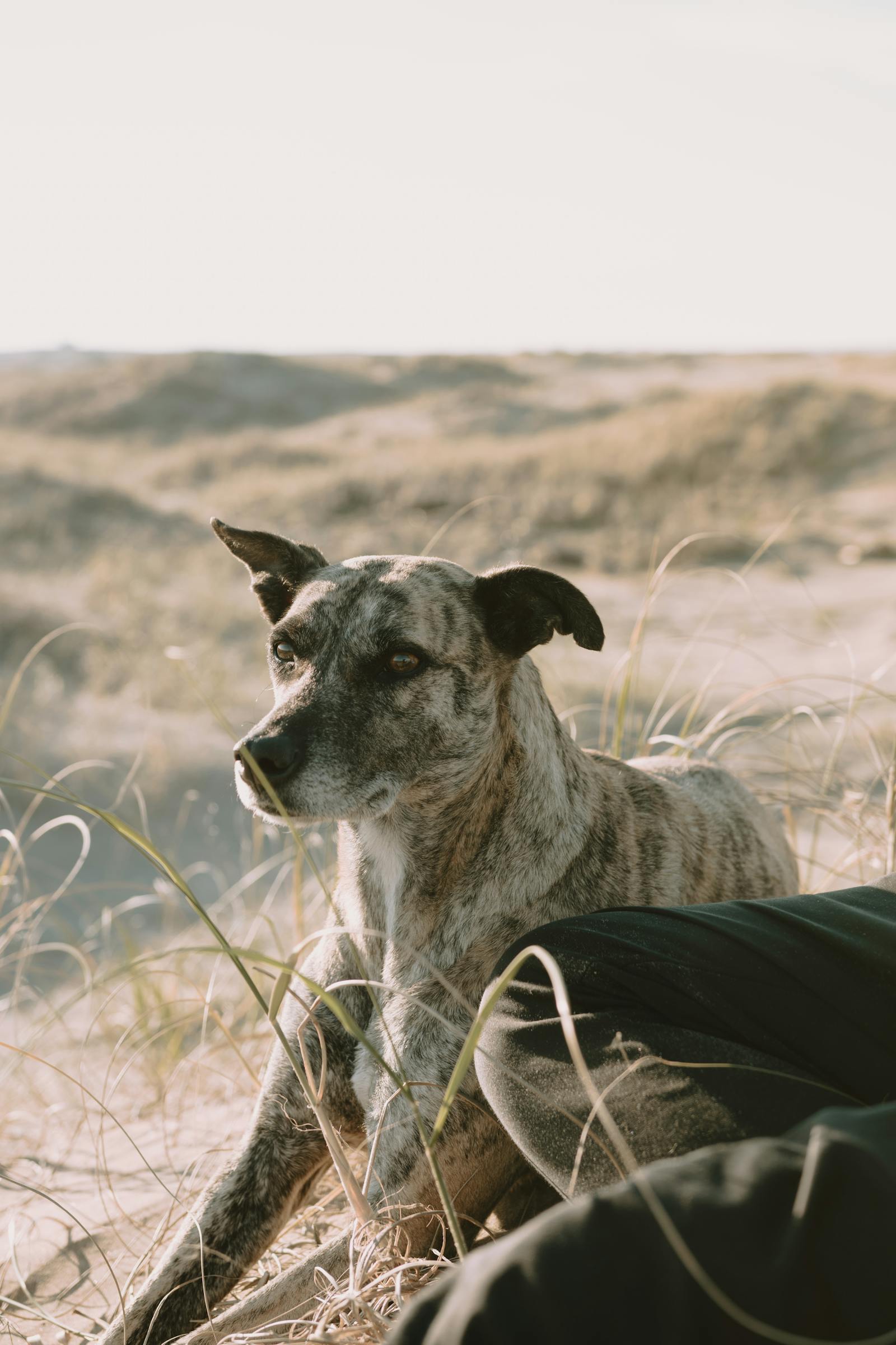 Dog Breed Photos, Download The BEST Free Dog Breed Stock Photos & HD Images