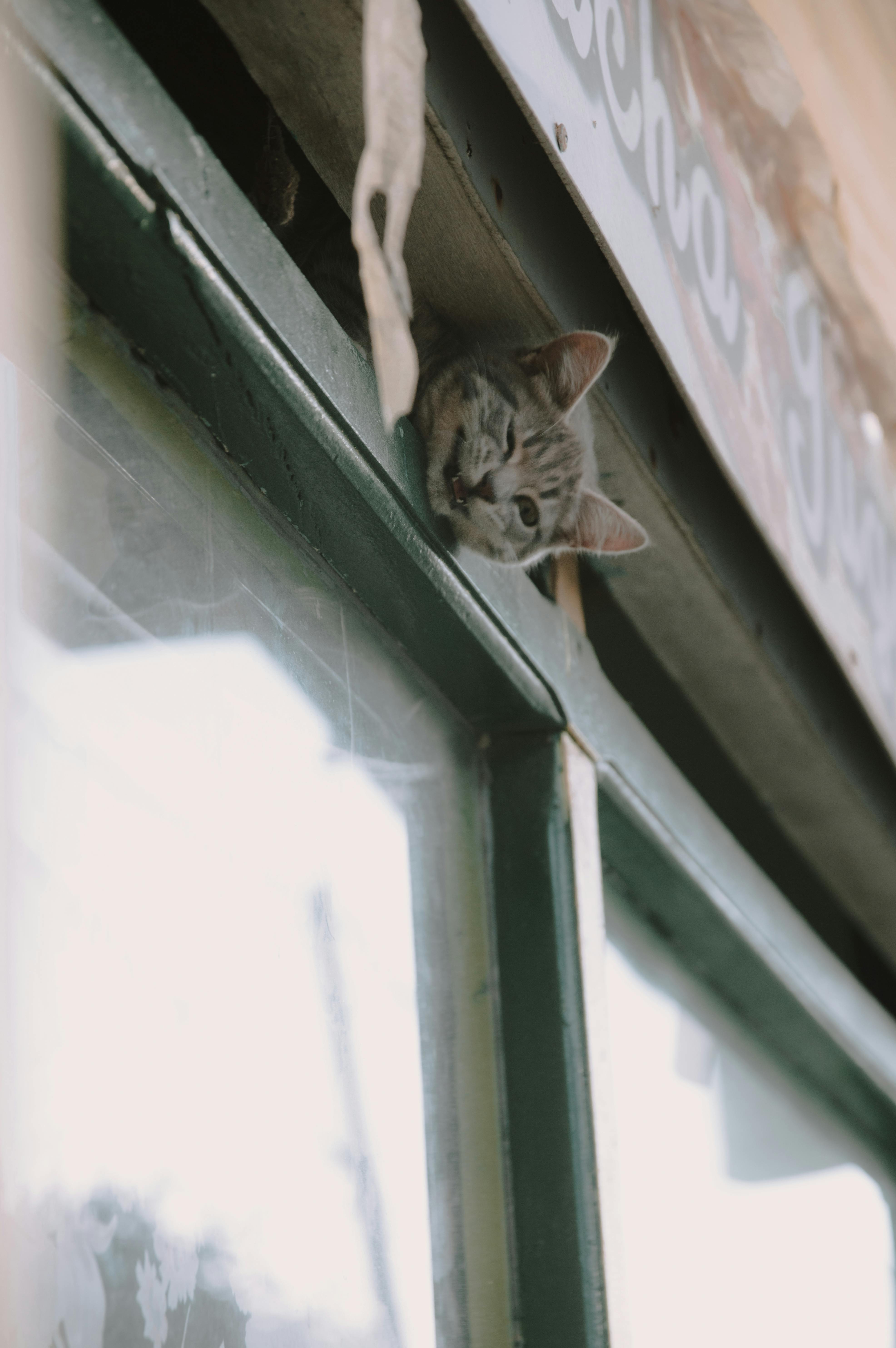 Playful Cat Peeking Through Window Frame · Free Stock Photo