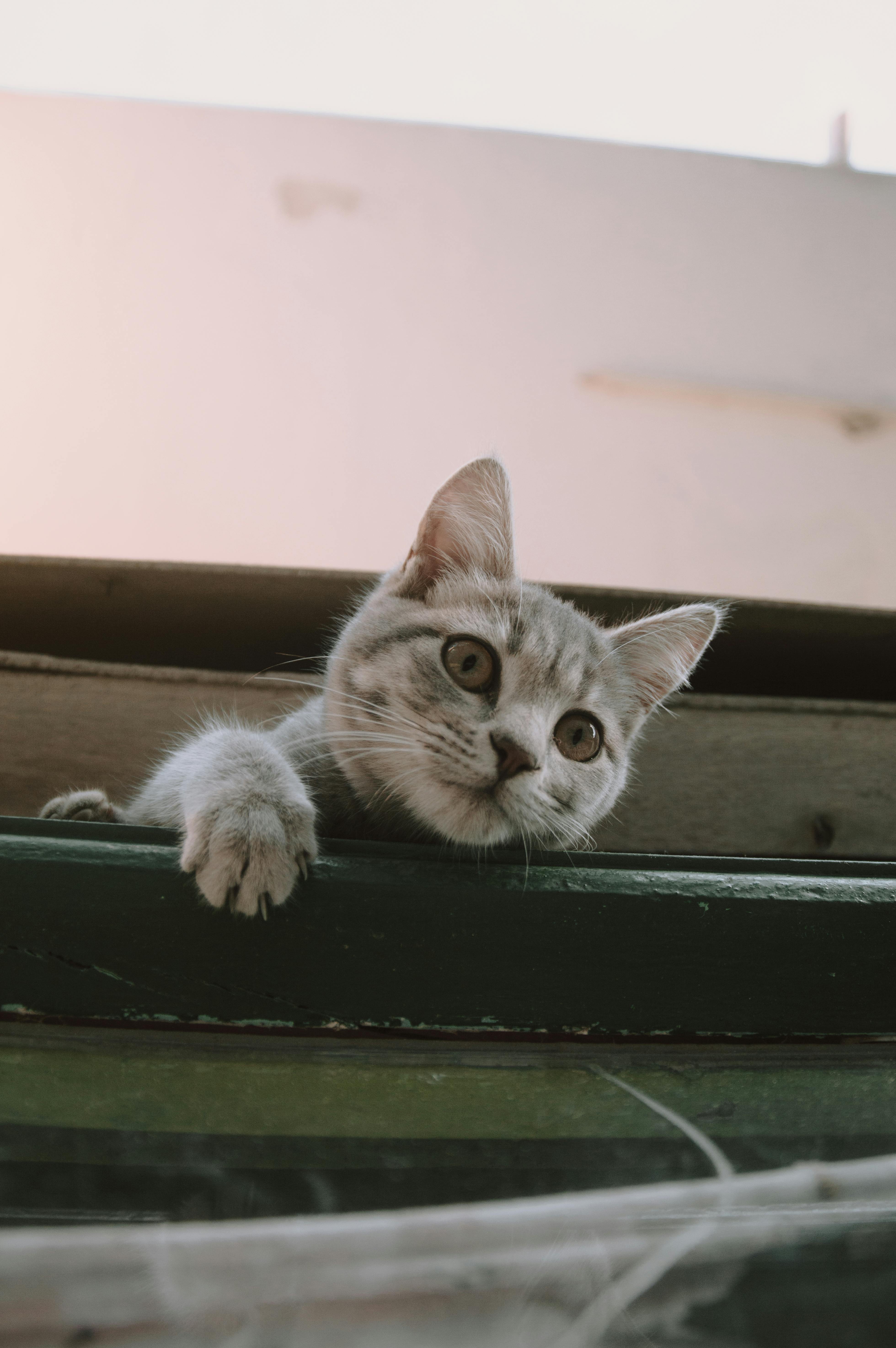 Curious Cat Peering Over Ledge Outdoors · Free Stock Photo