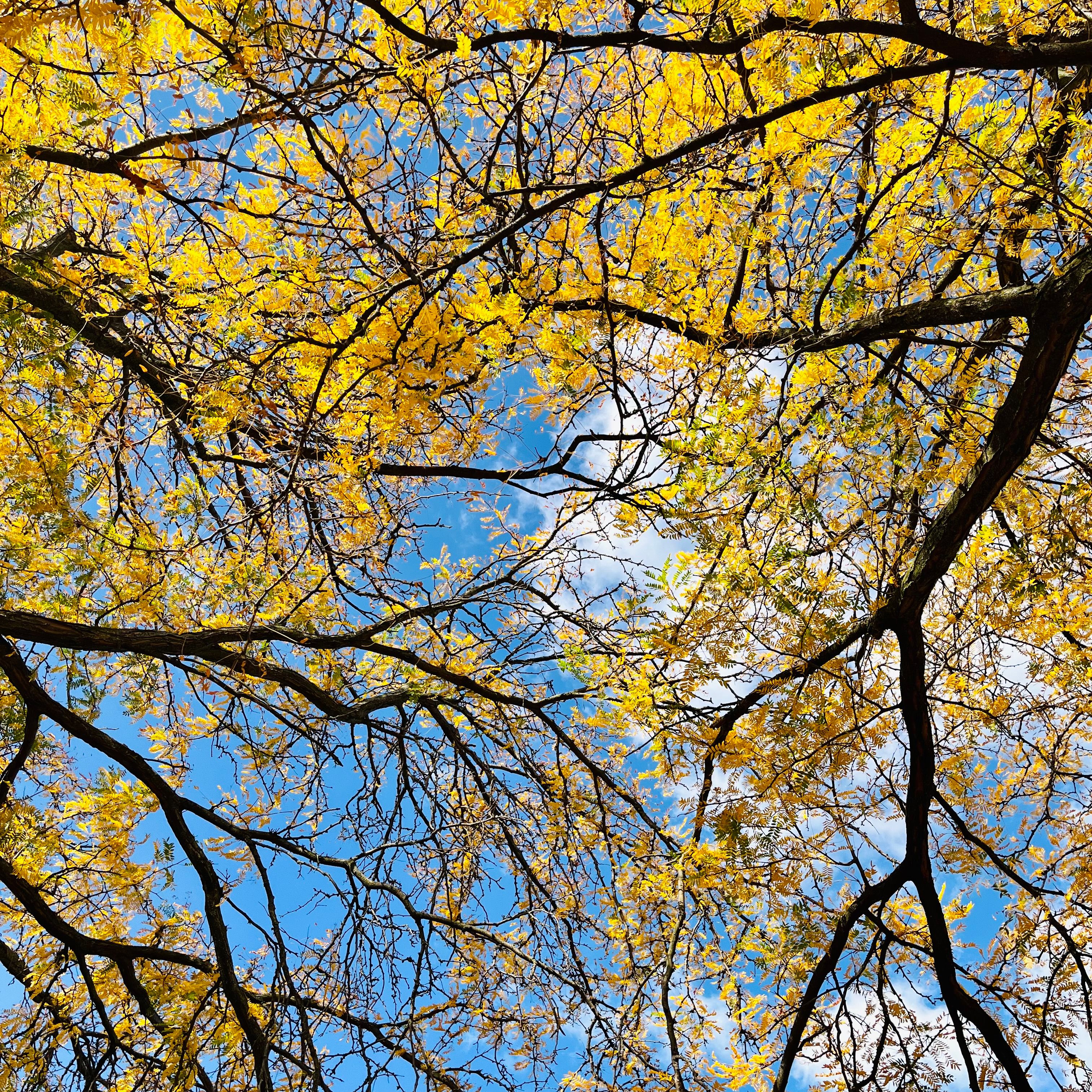 Golden Fall Foliage Against Bright Blue Sky · Free Stock Photo