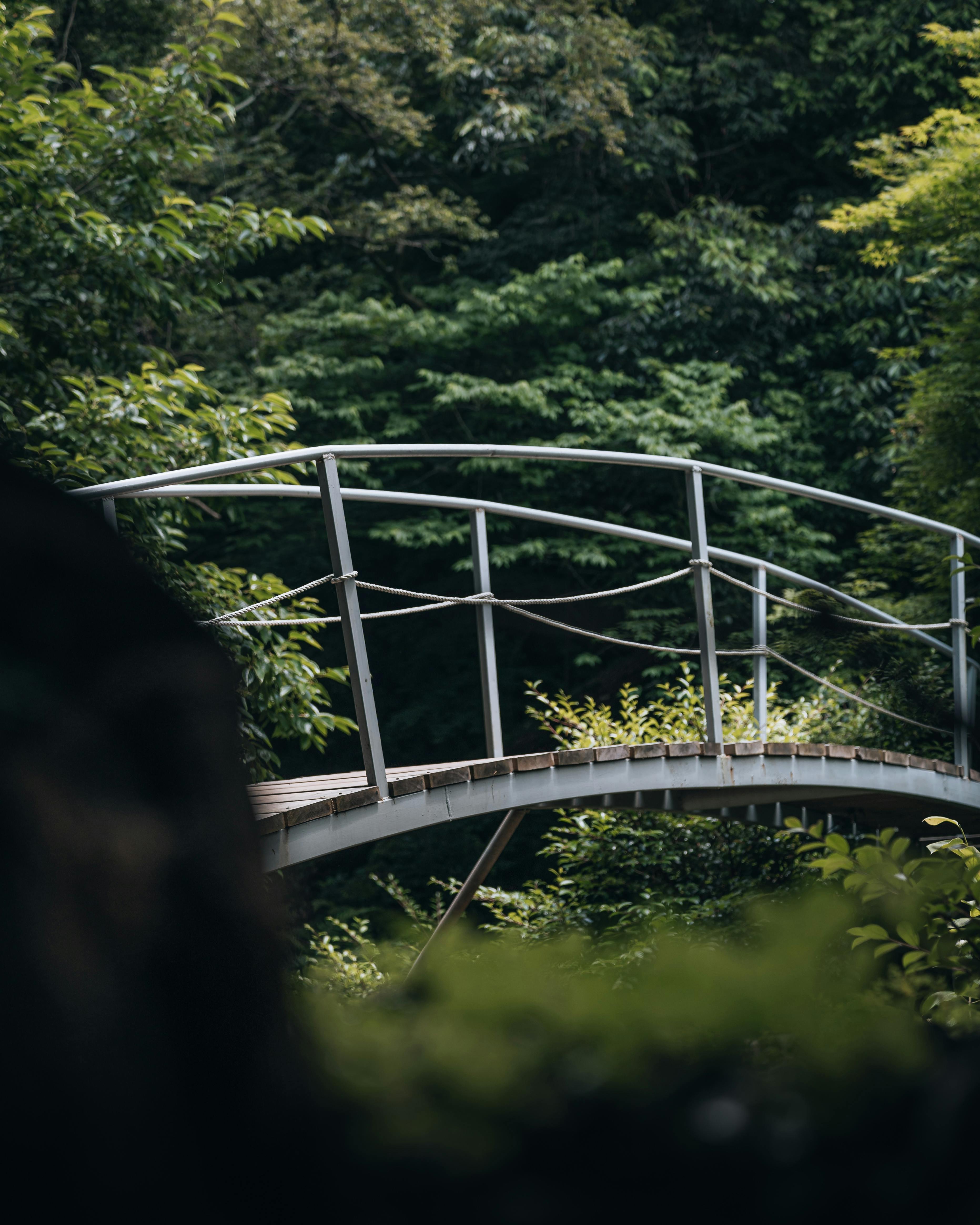 Tranquil Bridge in Lush Jeju Island Forest · Free Stock Photo