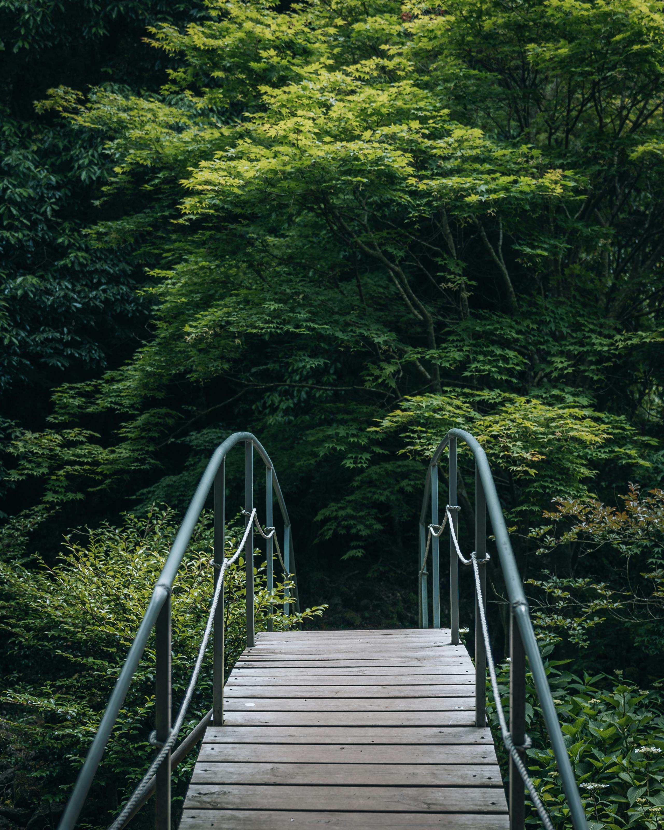 Scenic Wooden Bridge in a Lush Green Forest · Free Stock Photo
