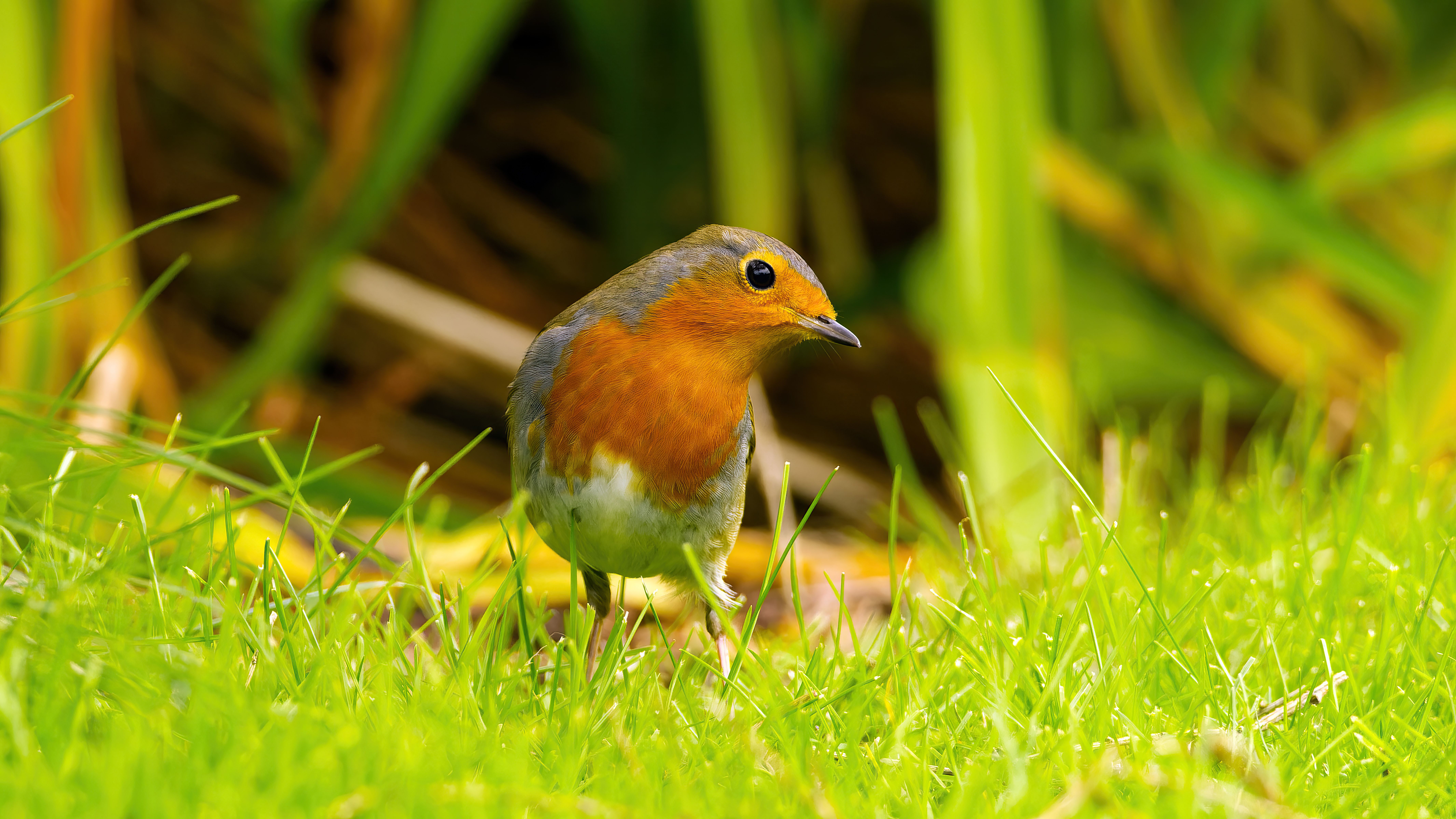 European Robin in Vibrant Green Grass · Free Stock Photo