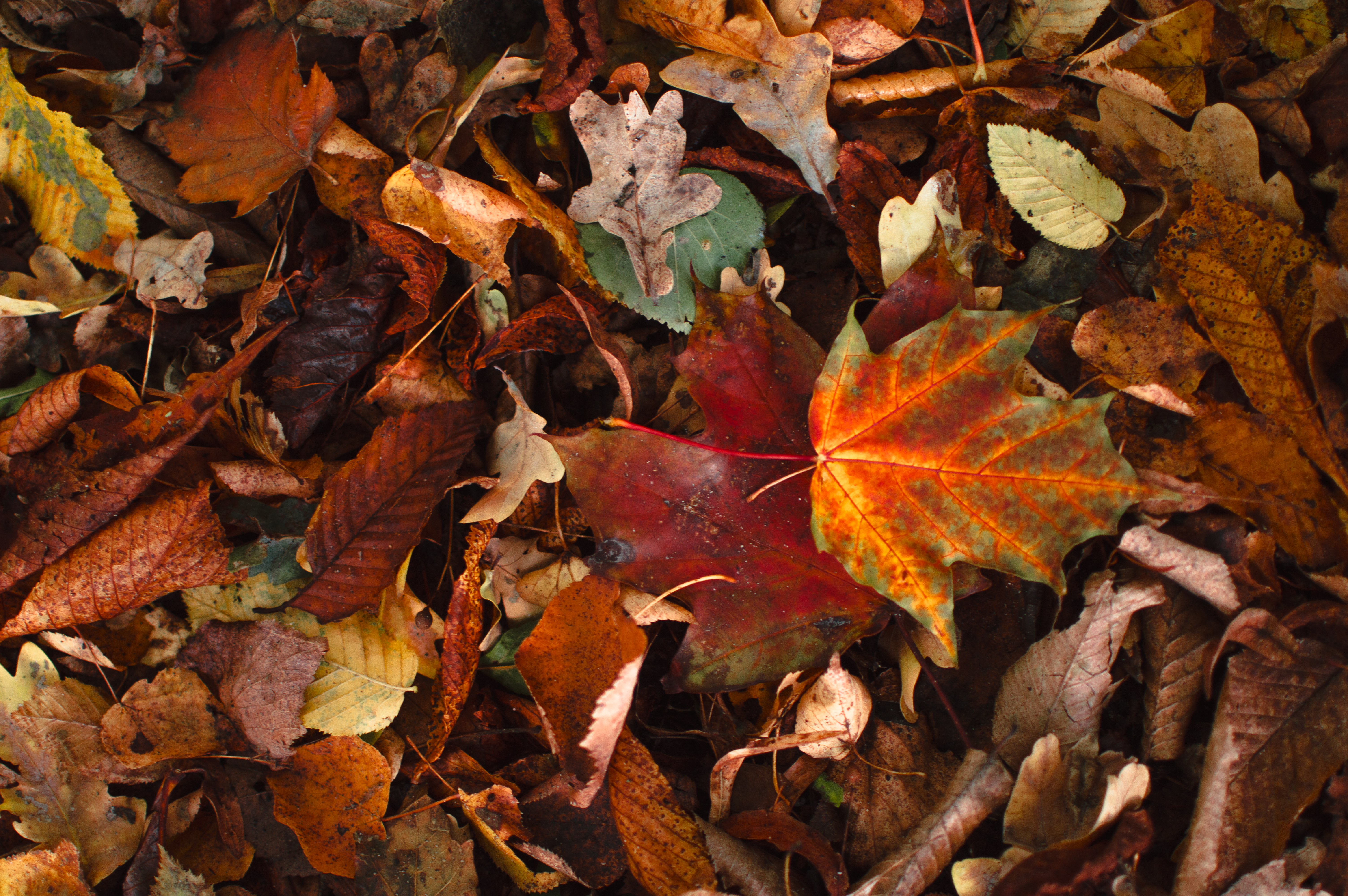 Colorful Fallen Leaves on Ground · Free Stock Photo