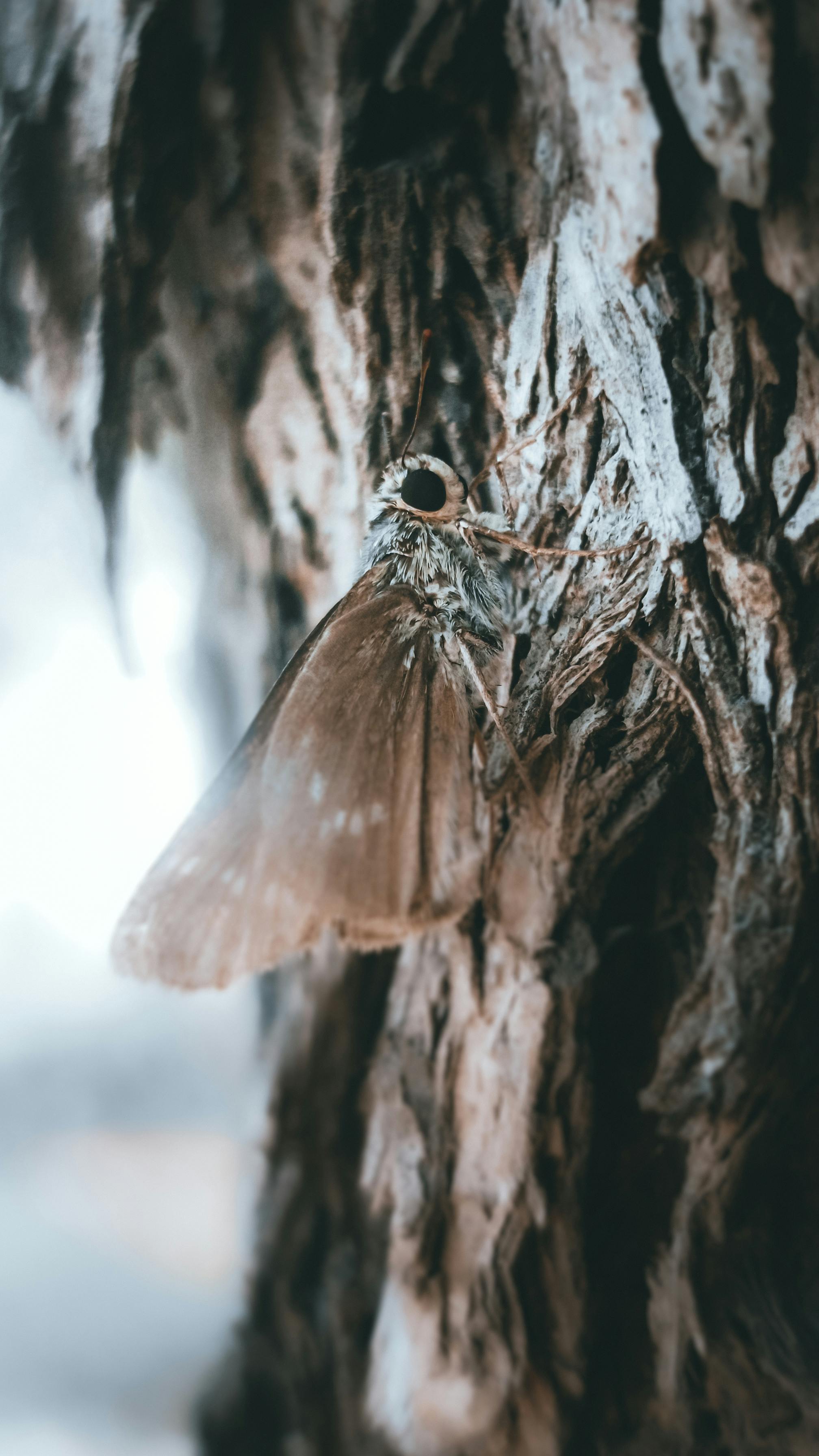 Close-up of a Brown Moth on Tree Bark · Free Stock Photo