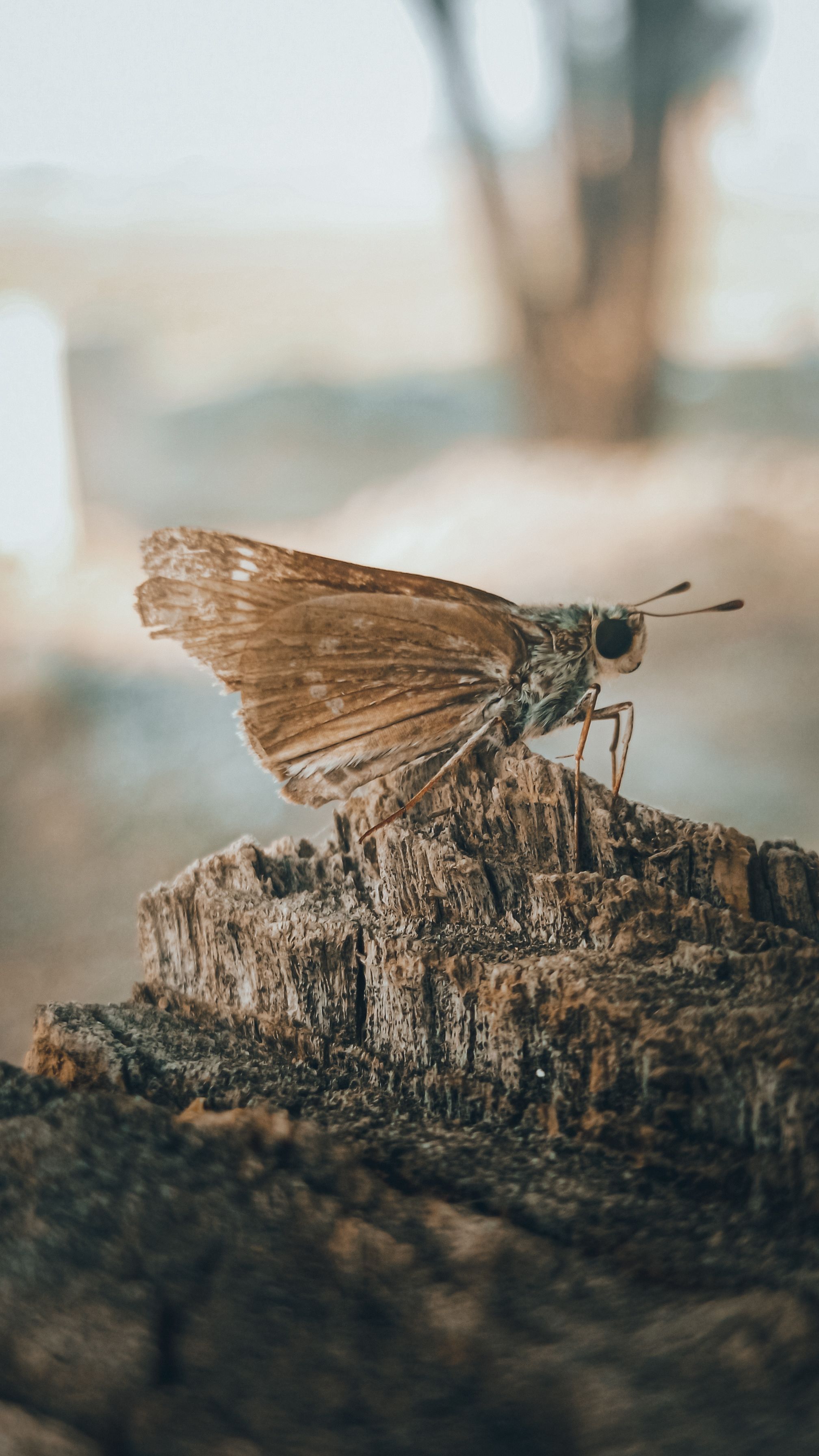 Rustic Butterfly Resting on Tree Stump · Free Stock Photo
