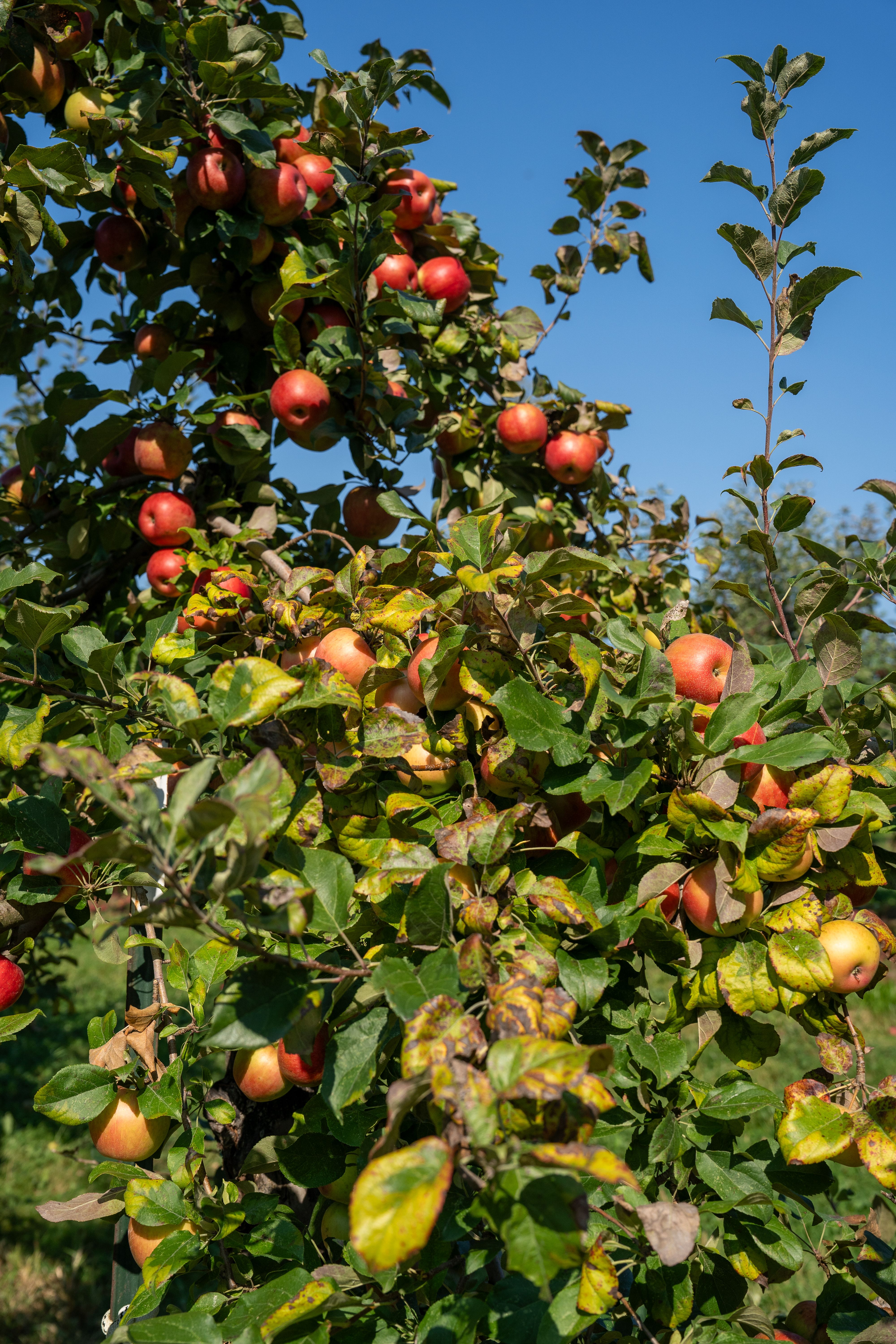 Vibrant Apple Tree in Orchard Against Blue Sky · Free Stock Photo