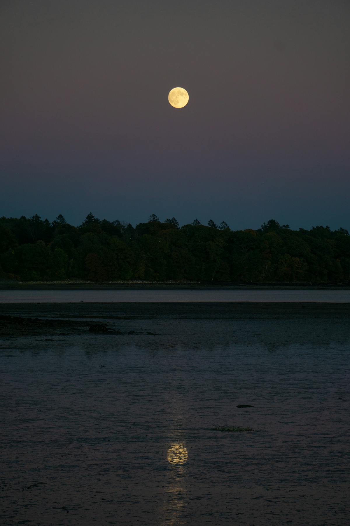 Forest Skyline Photos, Download The BEST Free Forest Skyline Stock ...